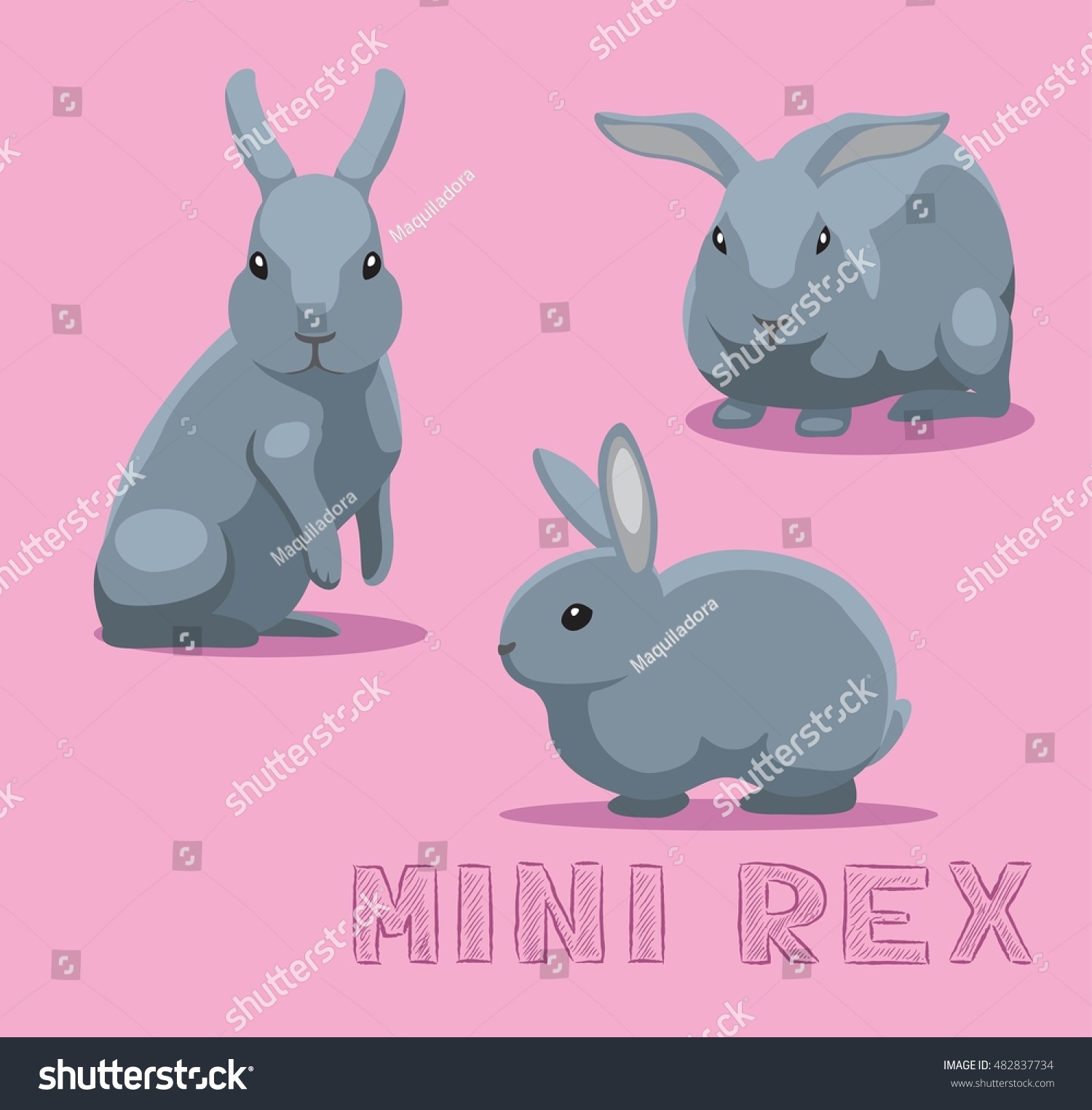 Rabbit Mini Rex Cartoon Vector Illustration: เวกเตอร์สต็อก (ปลอดค่า ...