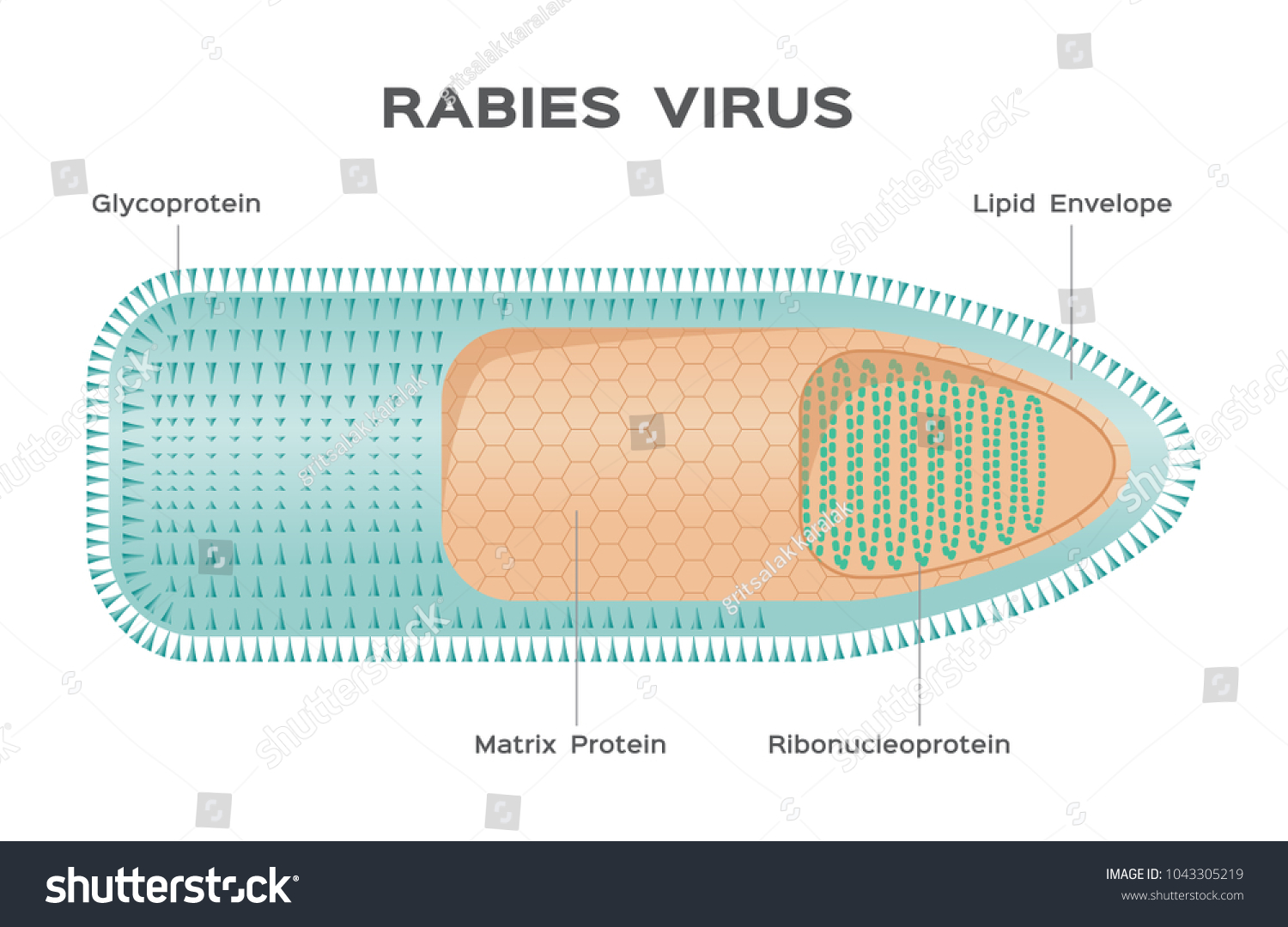 Rabies Virus Vector Anatomy Stock Vector (Royalty Free) 1043305219