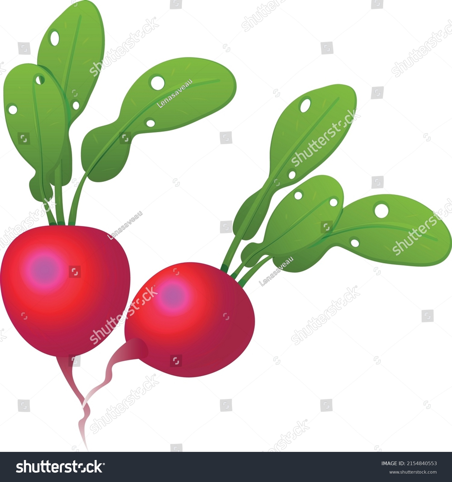 Radish Vector Graphics Isolated Without Background Stock Vector ...