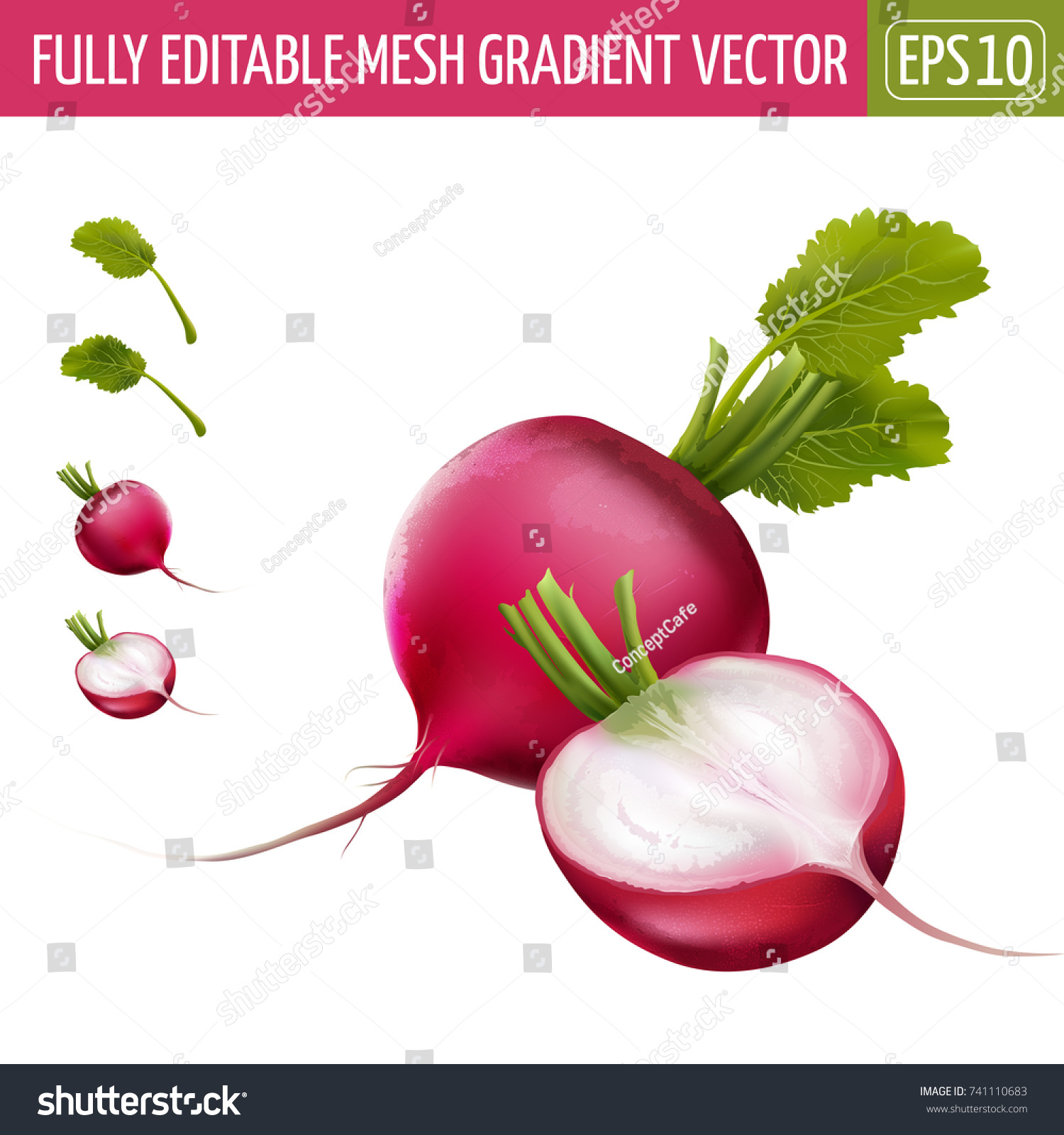 791 Radish realistic Stock Illustrations, Images & Vectors | Shutterstock