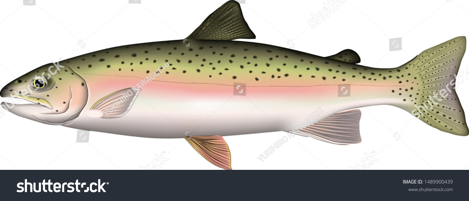 Rainbow Trout Illustration Vector Eps Format Stock Vector (Royalty Free ...