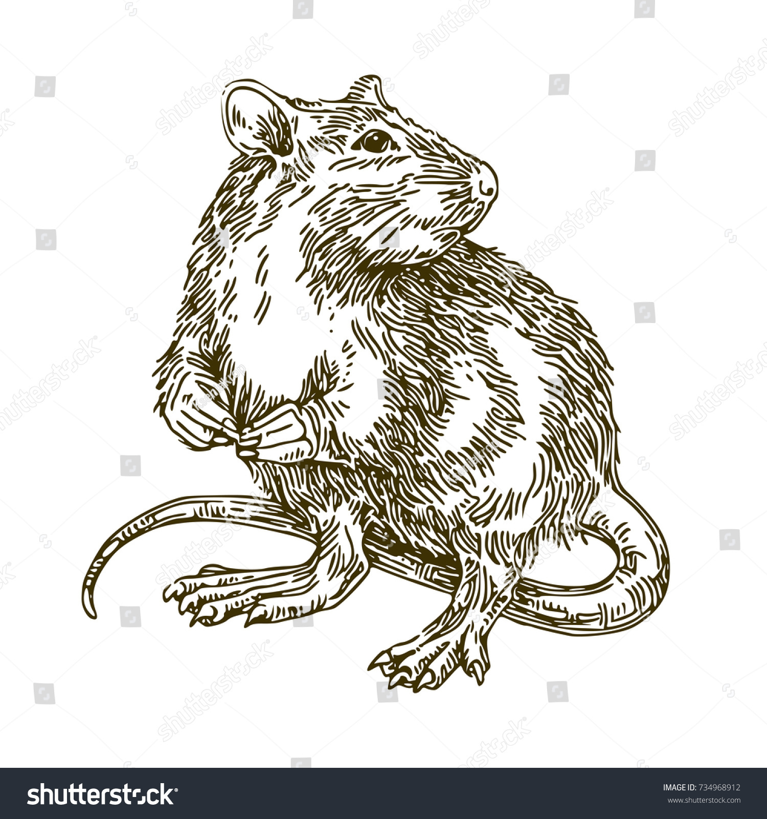12,386 Rat sketch Stock Illustrations, Images & Vectors | Shutterstock