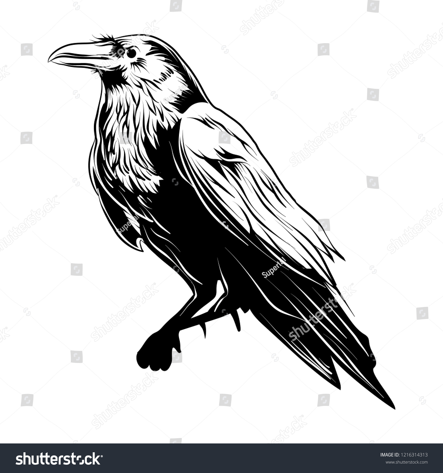 Raven Illustration Vector Isolated Stock Vector (Royalty Free ...