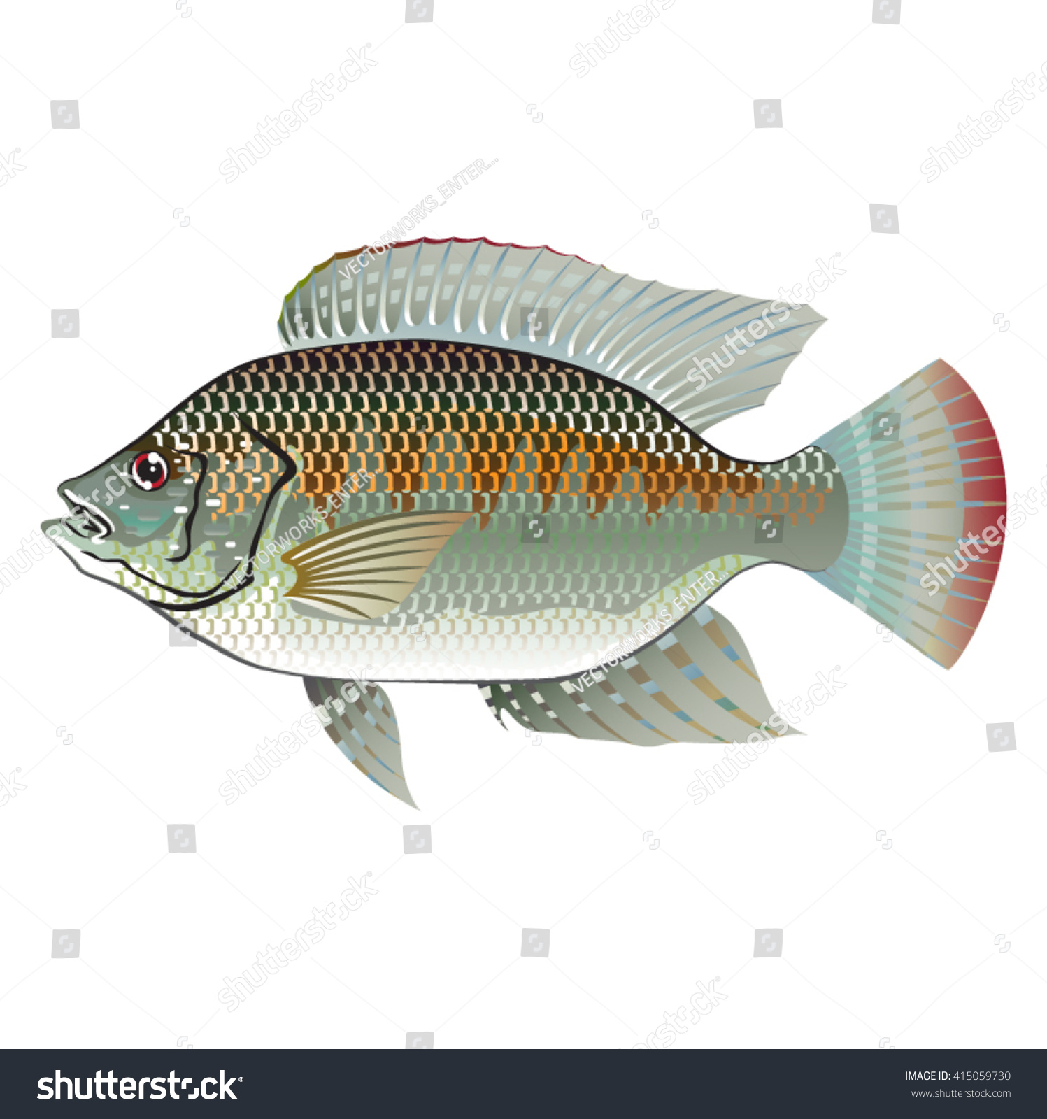 Raw Seafood Tilapia Fish Vector : image vectorielle de stock (libre de ...