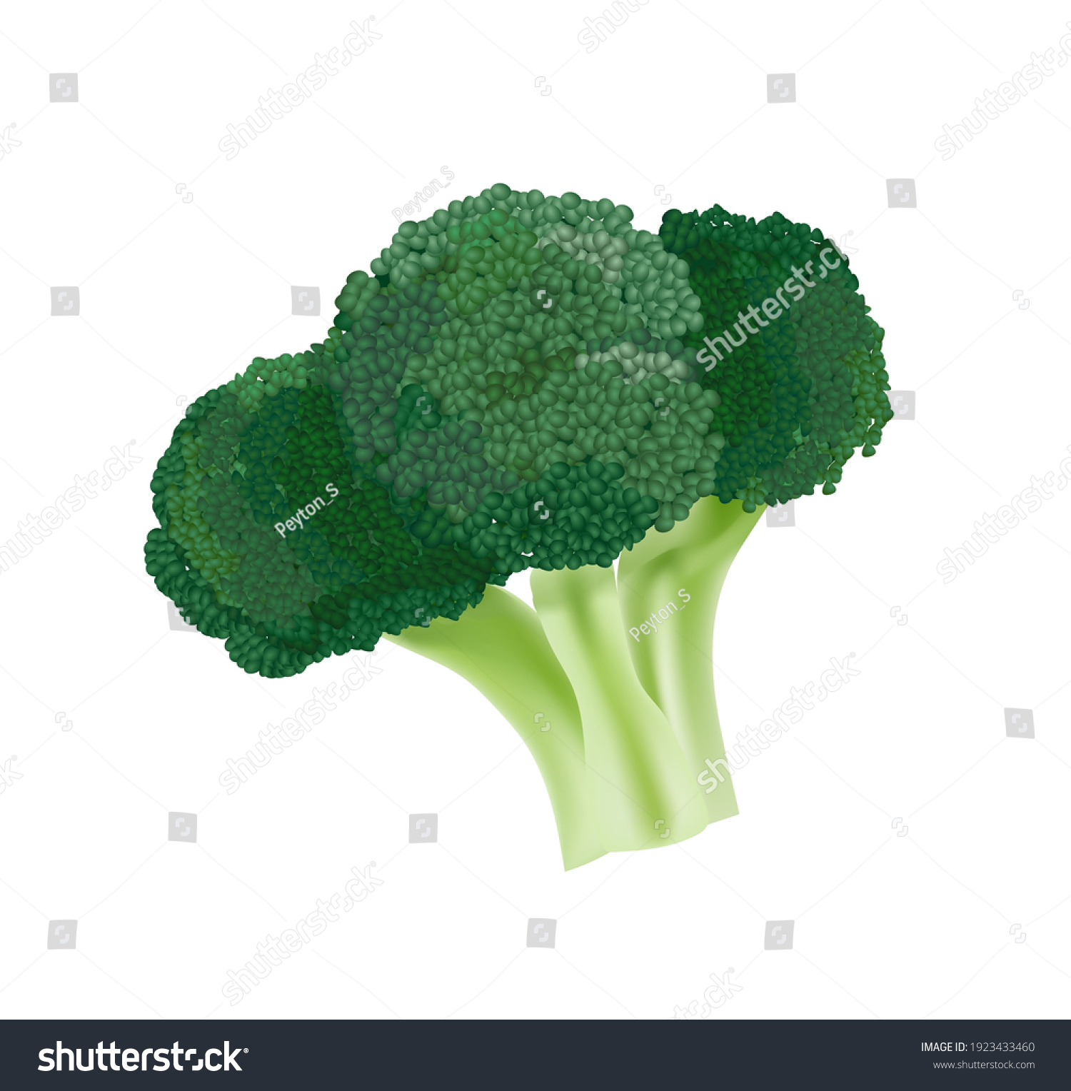 Realistic Broccoli On Transparent Background High Stock Vector (Royalty ...