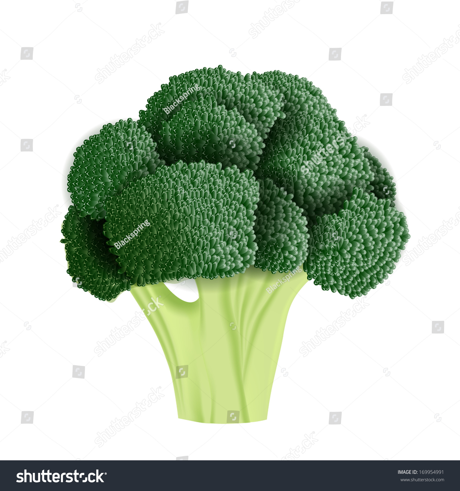 Realistic Broccoli Vector Illustration Stock Vector (Royalty Free ...