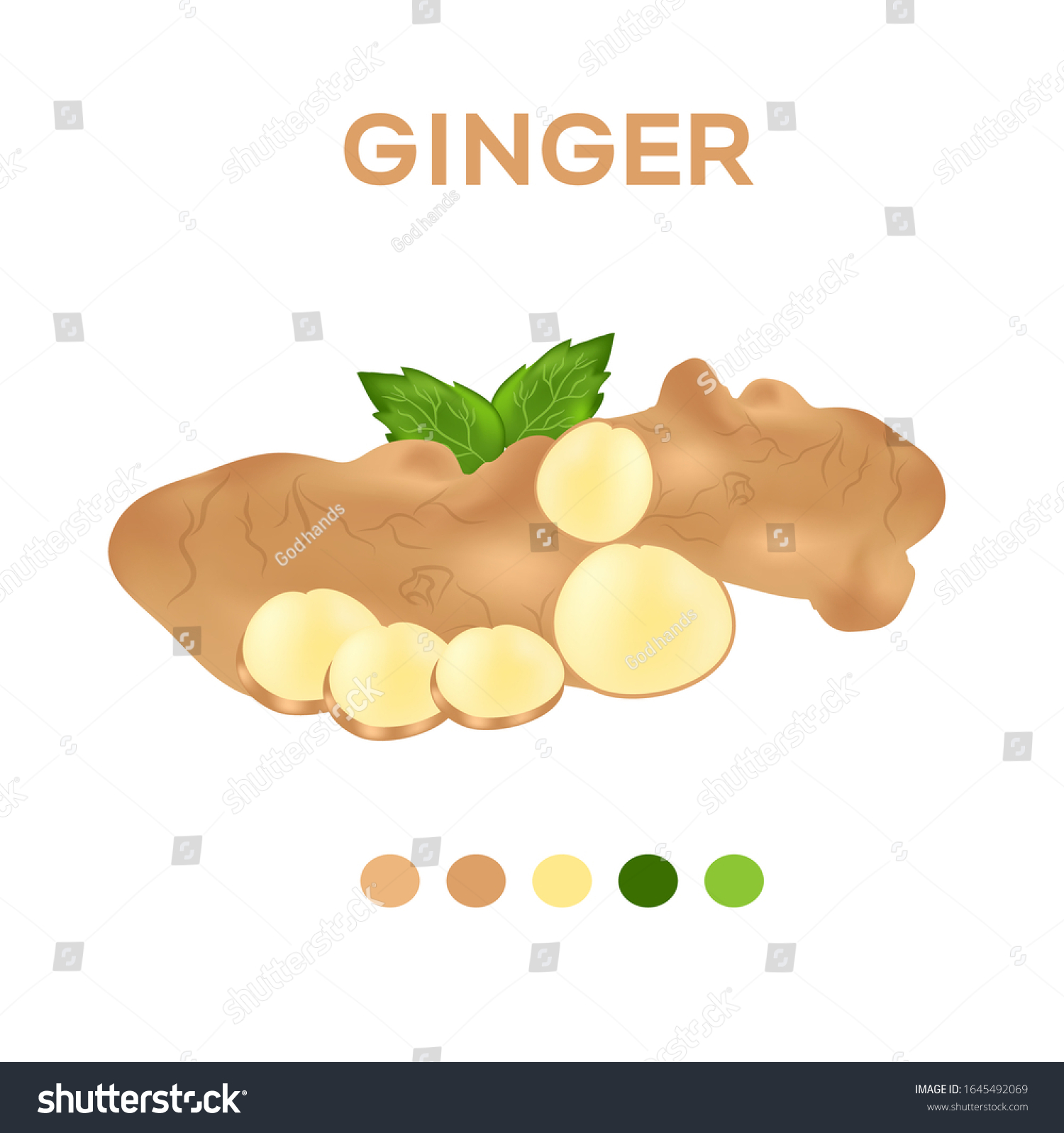 Realistic 3d Ginger Vector Isolated White Stock Vector (Royalty Free ...