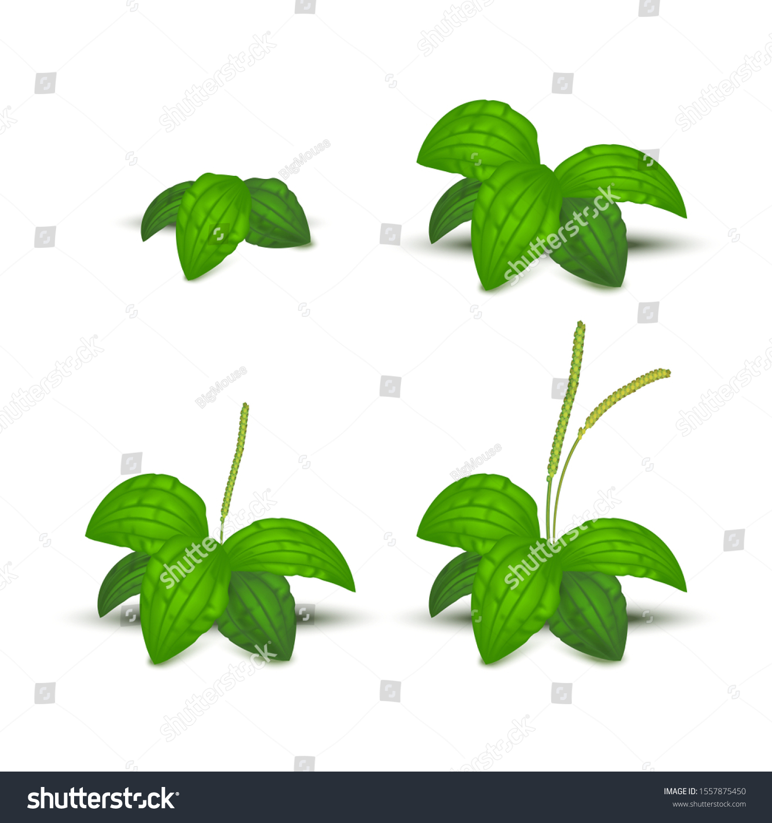 Realistic Detailed 3d Green Leaves Plantago Stock Vector (Royalty Free ... Realistic Detailed 3d Green Leaves Plantago Stock Vector (Royalty Free ...