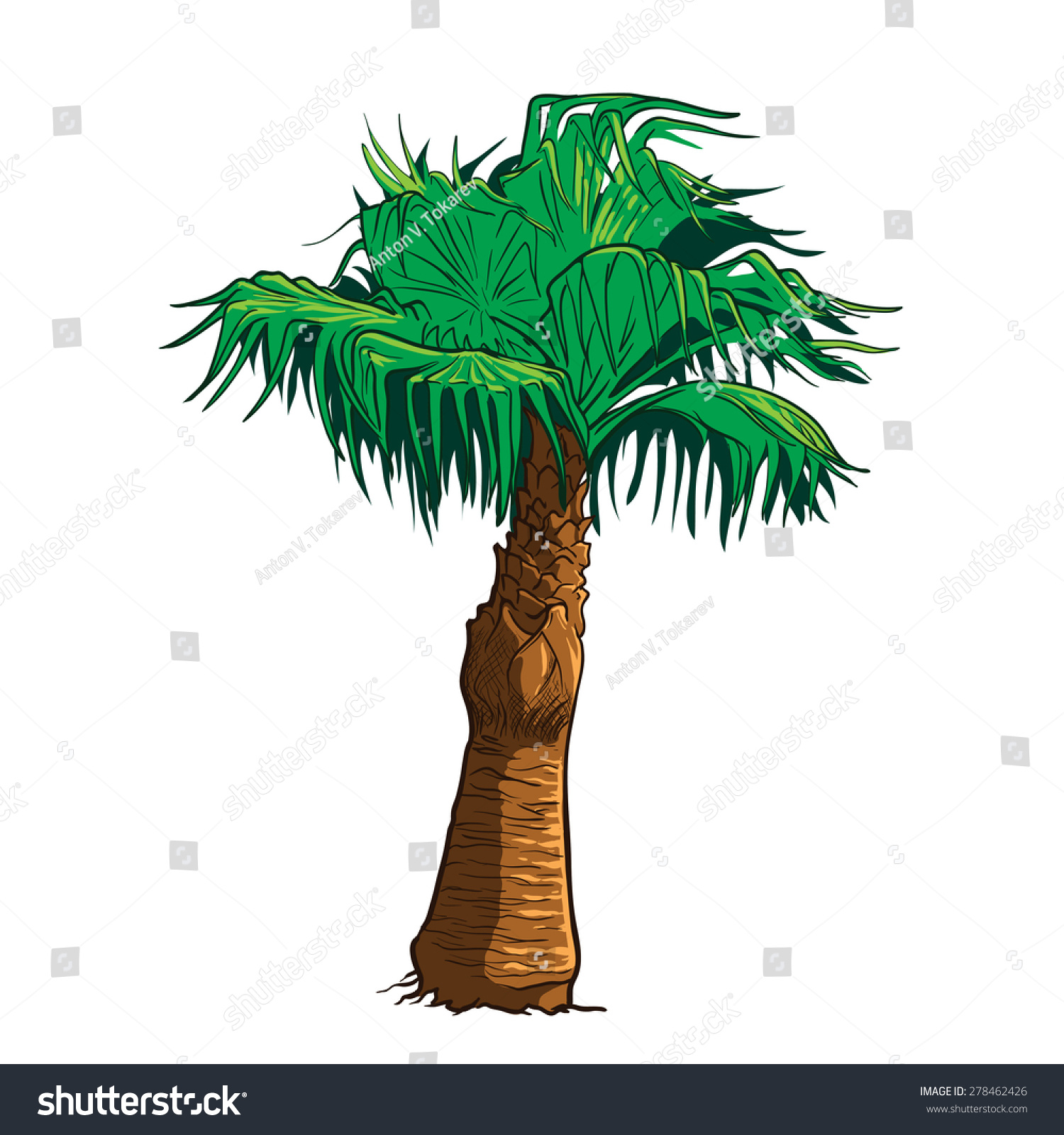 Realistic Drawing Sabal Palm Tree Isolated: เวกเตอร์สต็อก (ปลอดค่า ... Realistic Drawing Sabal Palm Tree Isolated: เวกเตอร์สต็อก (ปลอดค่า ...