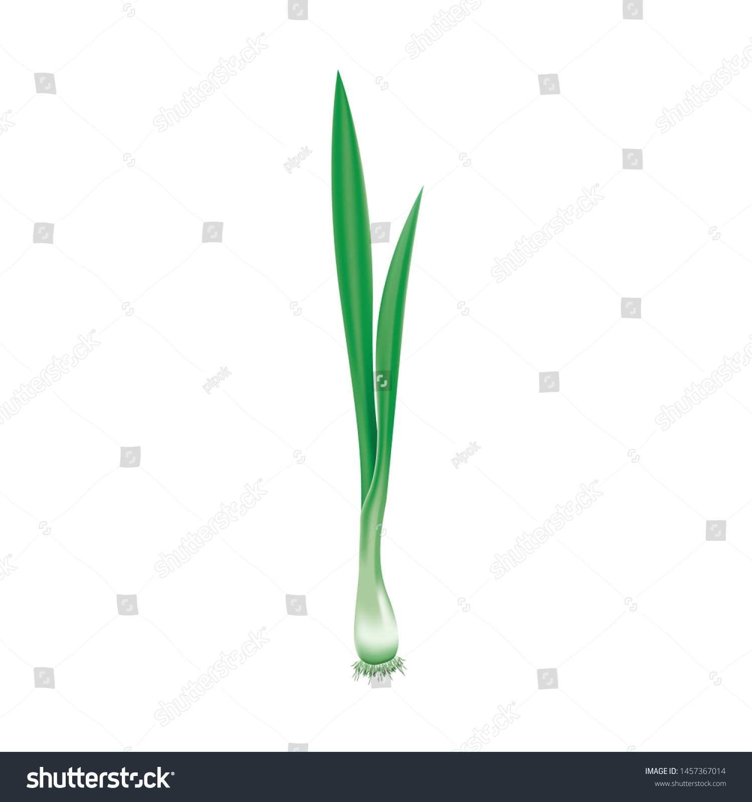 Realistic Green Onion Vector Image Stock Vector (Royalty Free) 1457367014