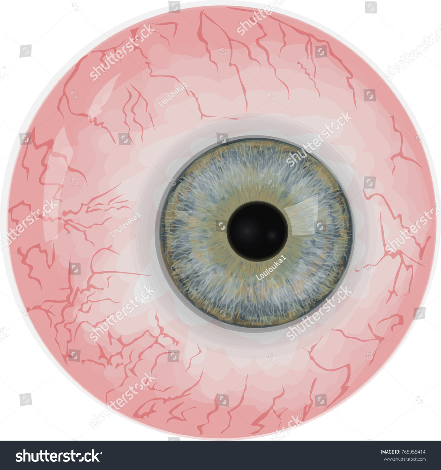 Realistic Human Eyeball Grey Vector Eye Stock Vector (Royalty Free ...