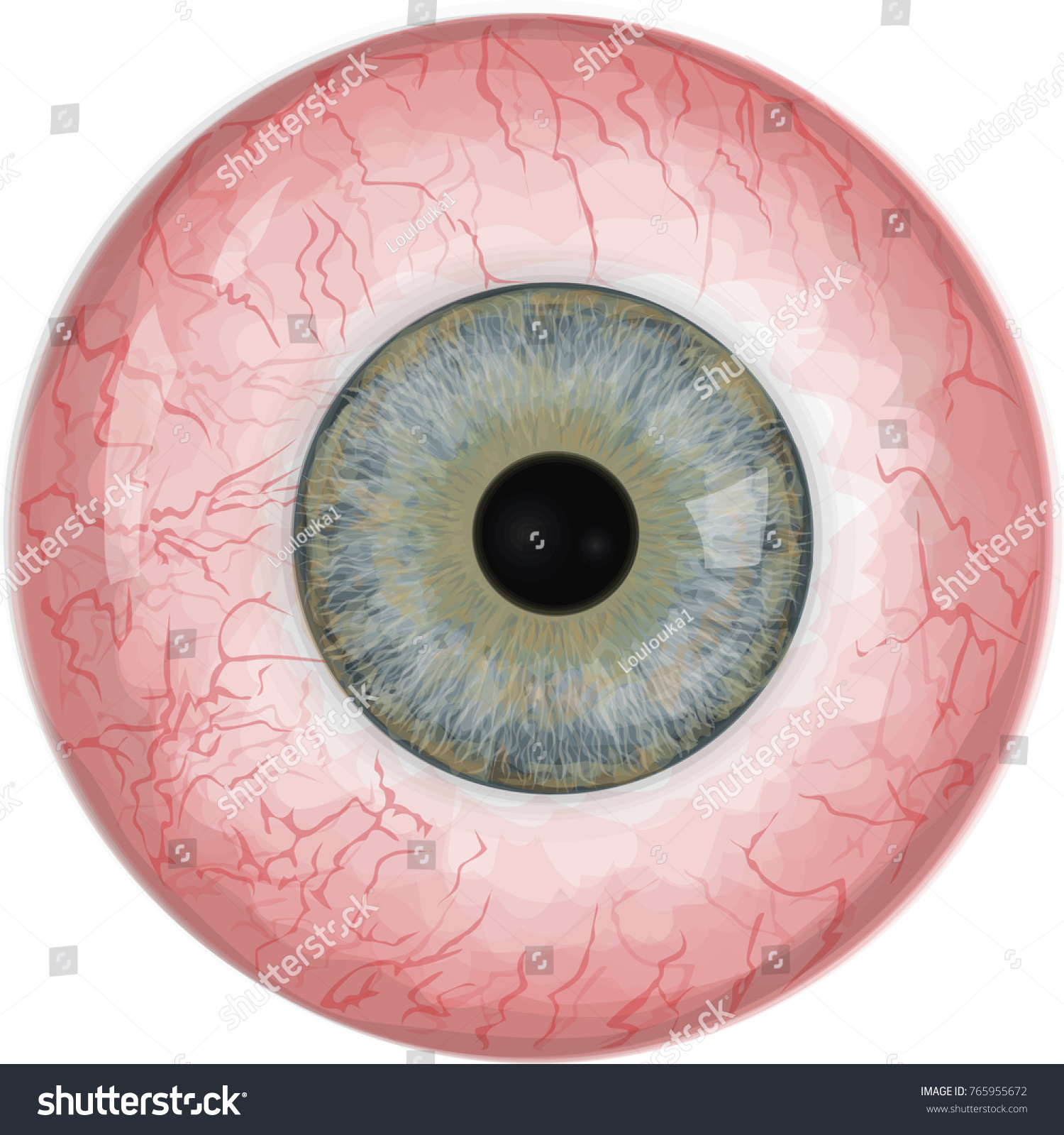 Realistic Human Eyeball Grey Vector Eye Stock Vector (Royalty Free ...