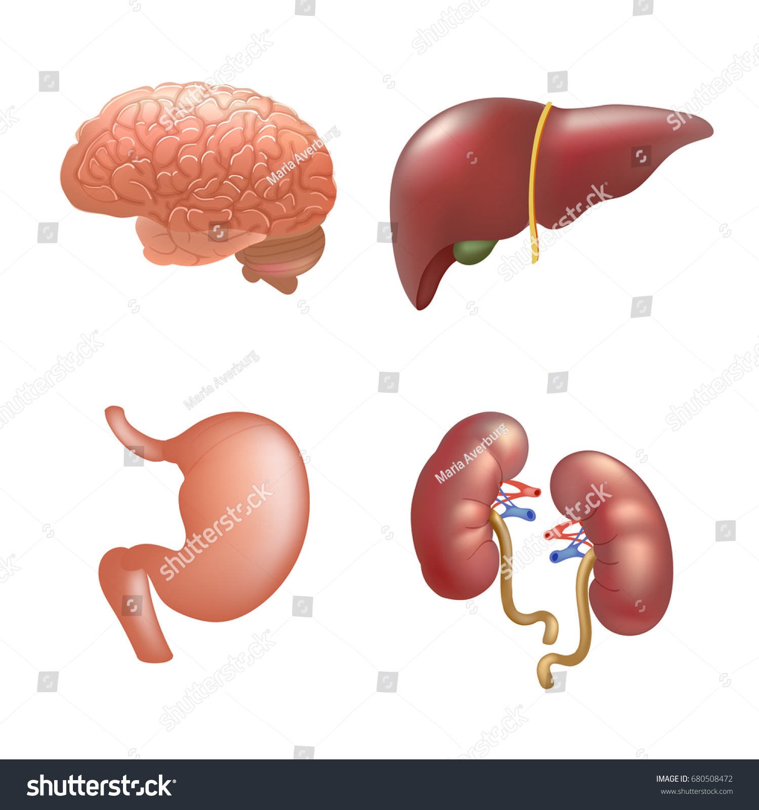 Realistic Human Organs Set Anatomy: เวกเตอร์สต็อก (ปลอดค่าลิขสิทธิ์ ...