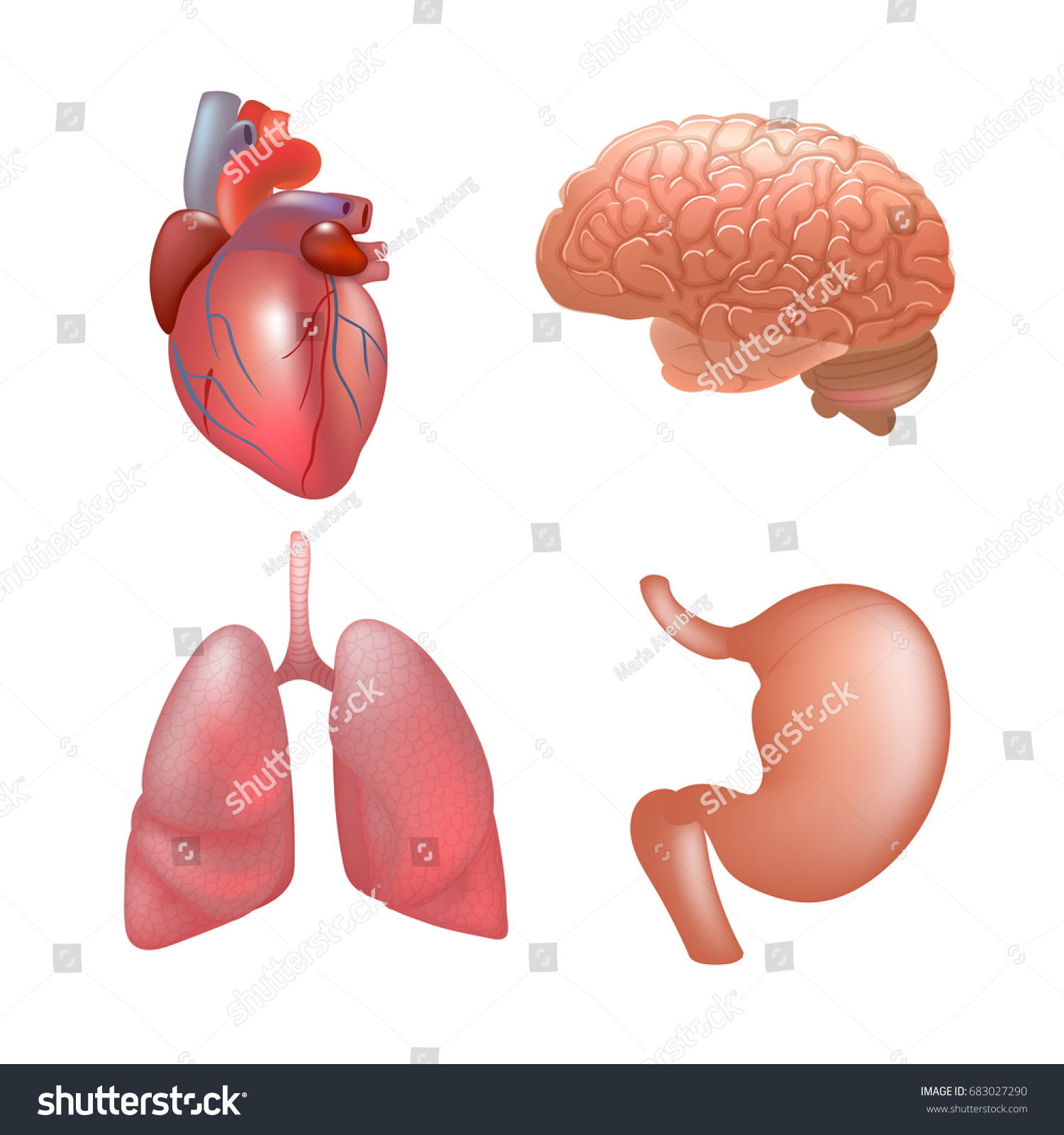 Realistic Human Organs Set Anatomy: vector de stock (libre de regalías ...
