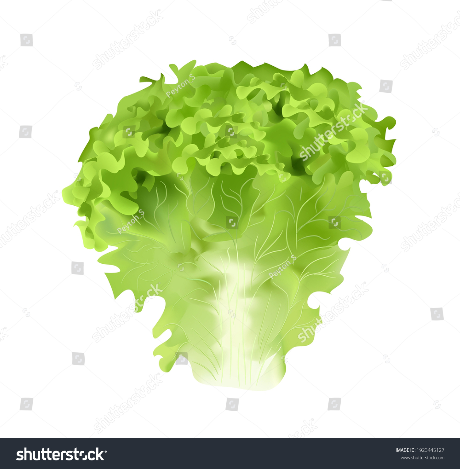 Realistic Lettuce On Transparent Background High 库存矢量图（免版税）1923445127 ...