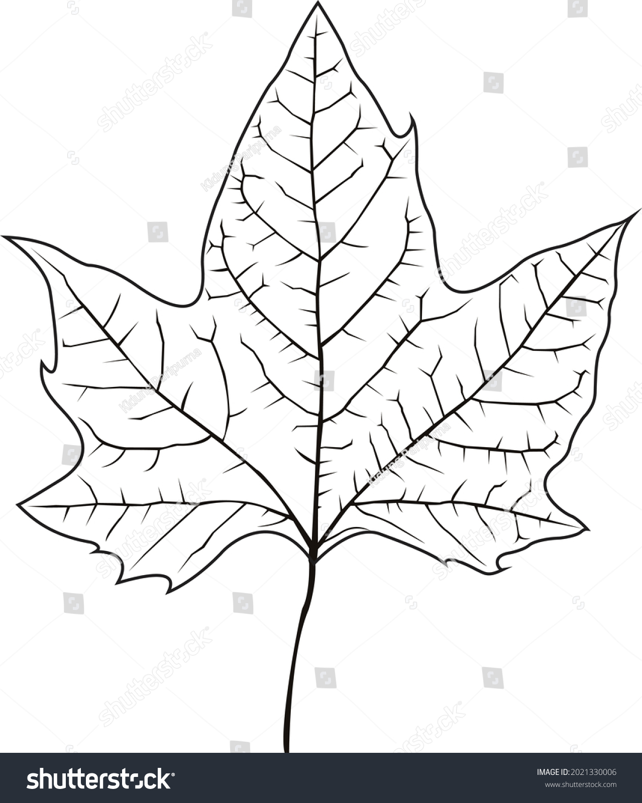 Realistic Maple Leaf Line Drawing Vector Stock Vector (Royalty Free ...