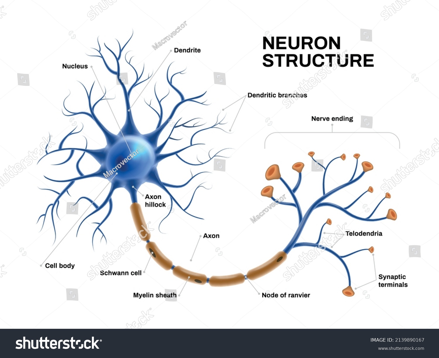 Realistic Neuron Anatomical Structure Functional Scheme Stock Vector ...