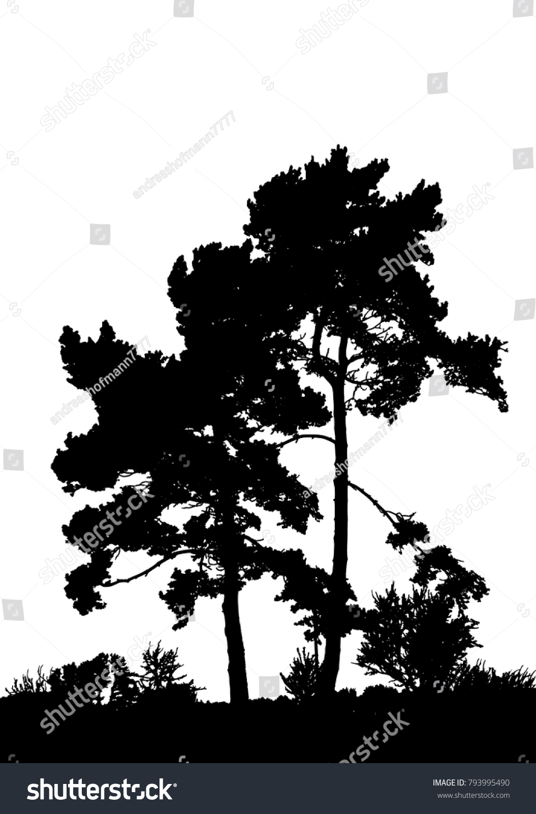 Realistic Pine Tree Silhouette Vector Illustrationeps10: vetor stock ...