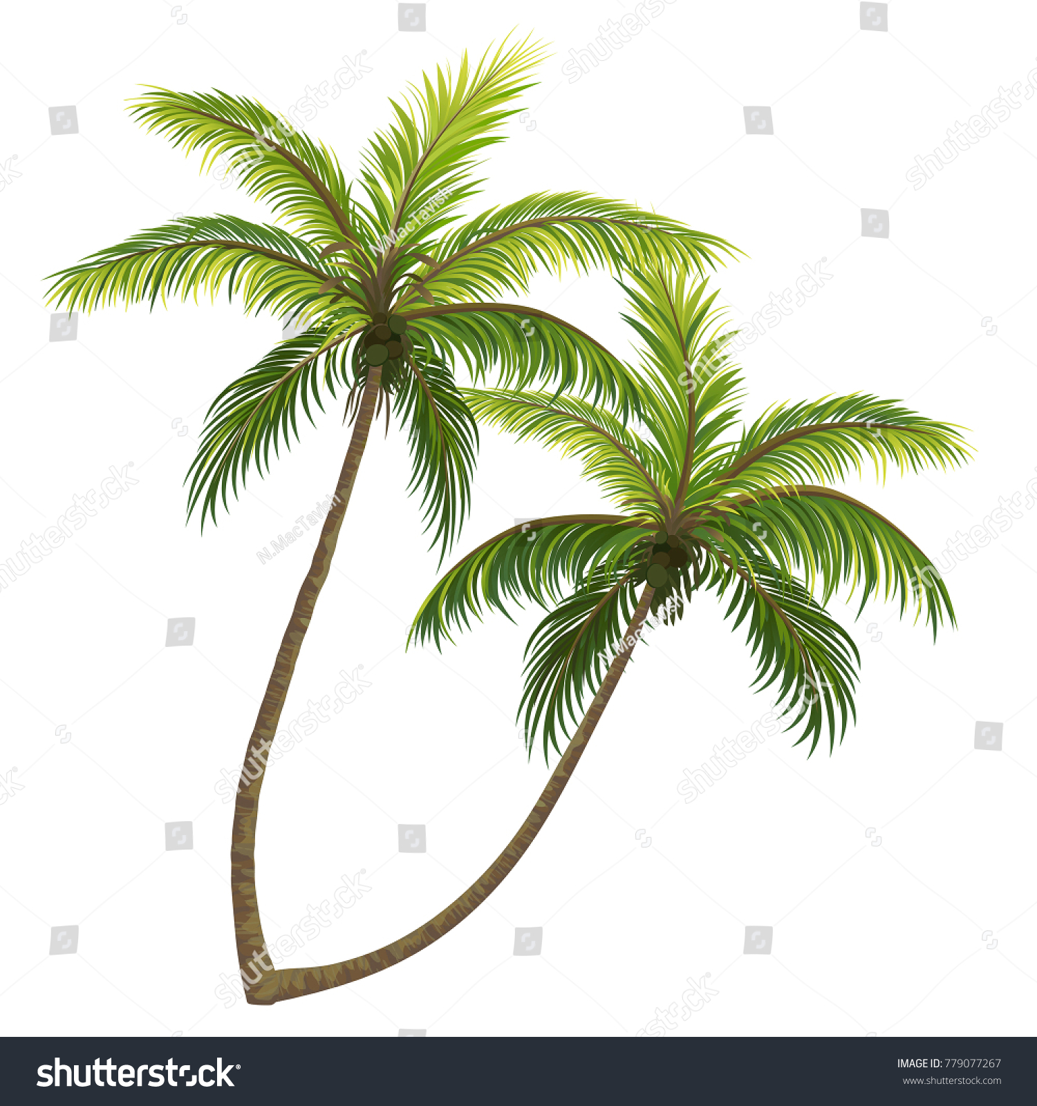 Realistic Vector Palm Tree Isolated On Stock Vector (Royalty Free ...