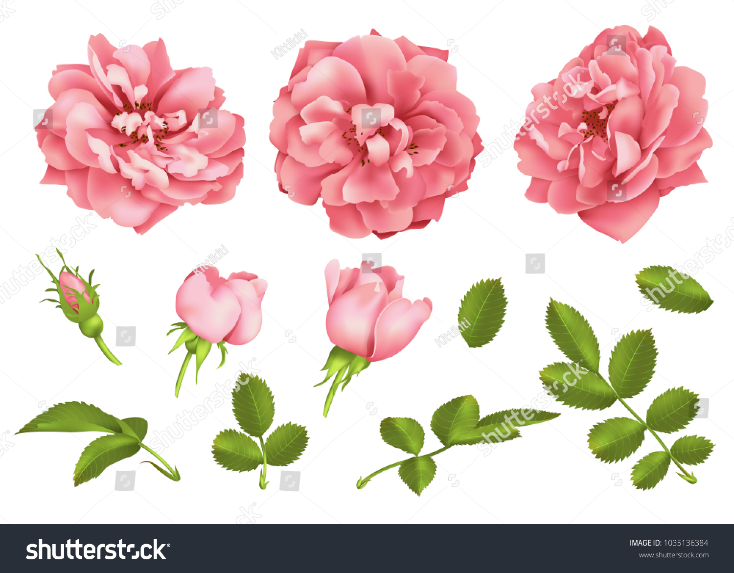 Realistic Vector Pink Rose Set 3d Stock Vector (Royalty Free ...