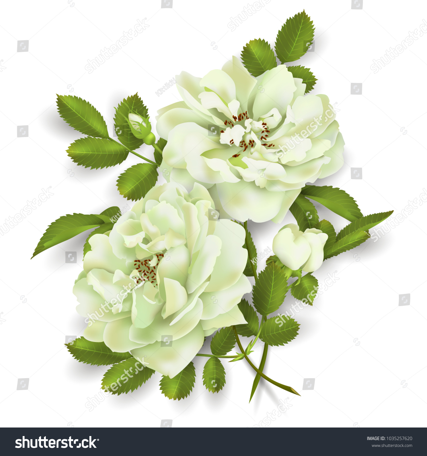 Realistic Vector White Rose 3d Roses Stock Vector (Royalty Free ...