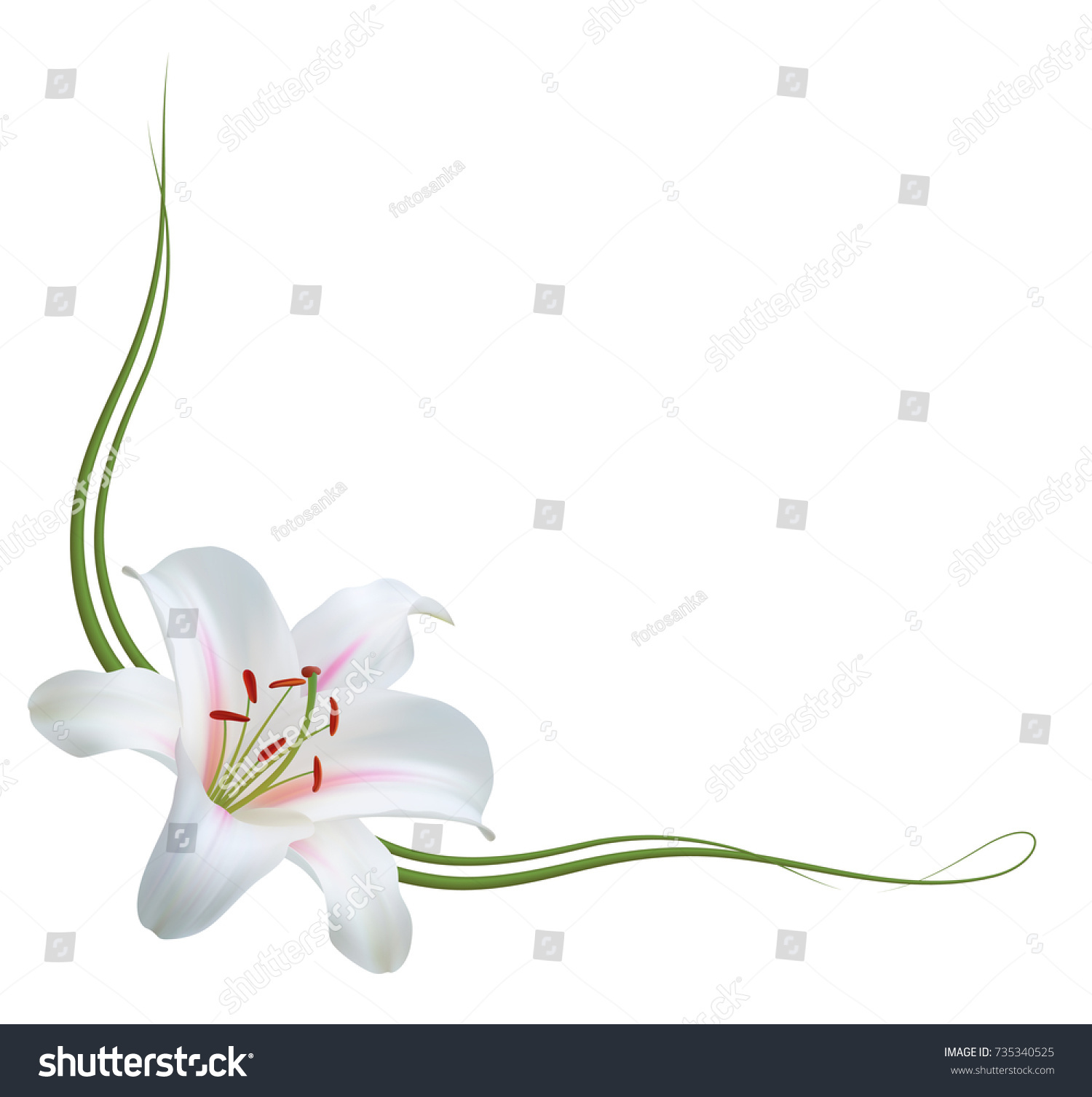 Realistic White Lily Frame Corner Stock Vector (Royalty Free) 735340525
