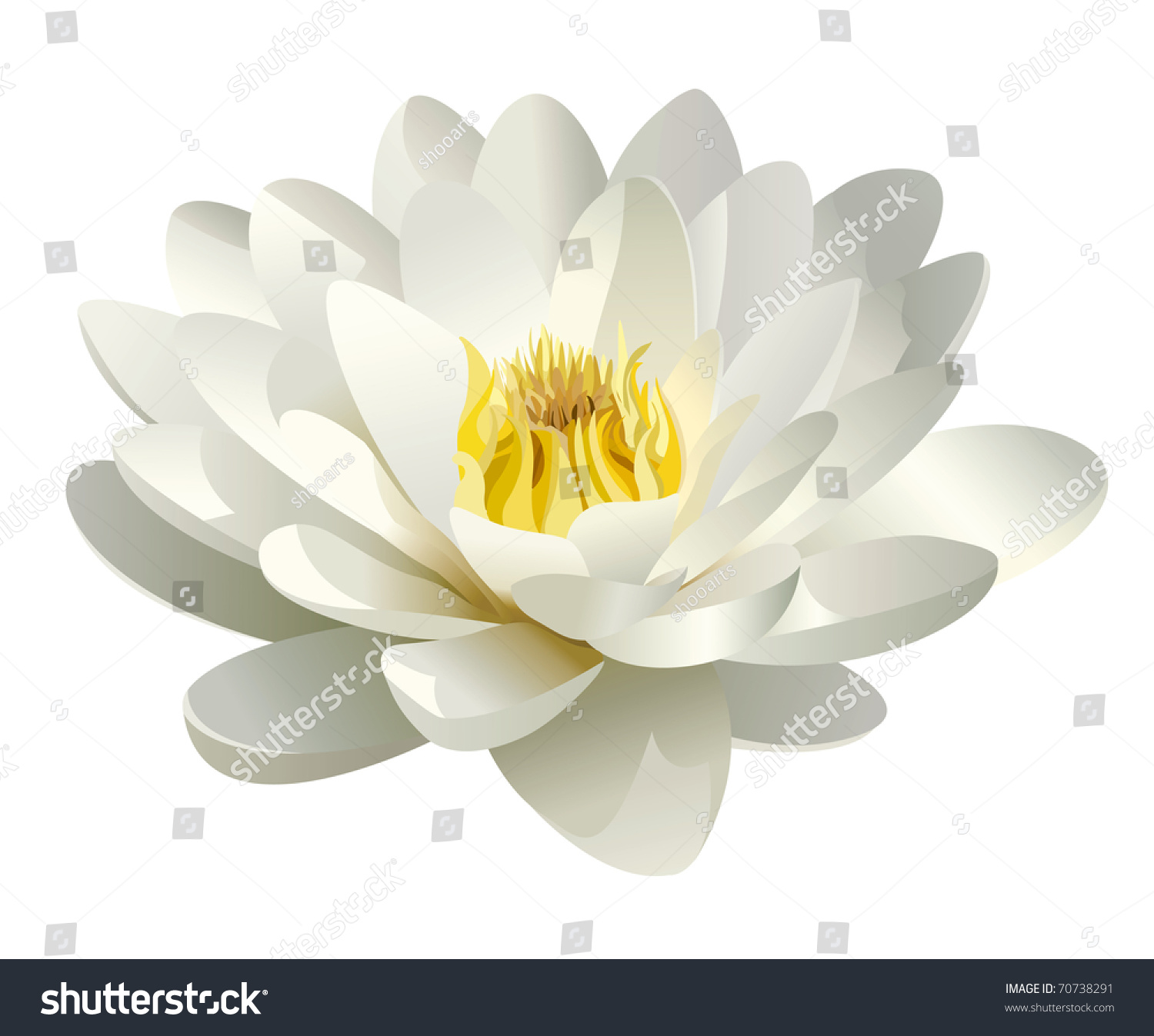 Realistic White Water Lily Vector: เวกเตอร์สต็อก (ปลอดค่าลิขสิทธิ์ ...