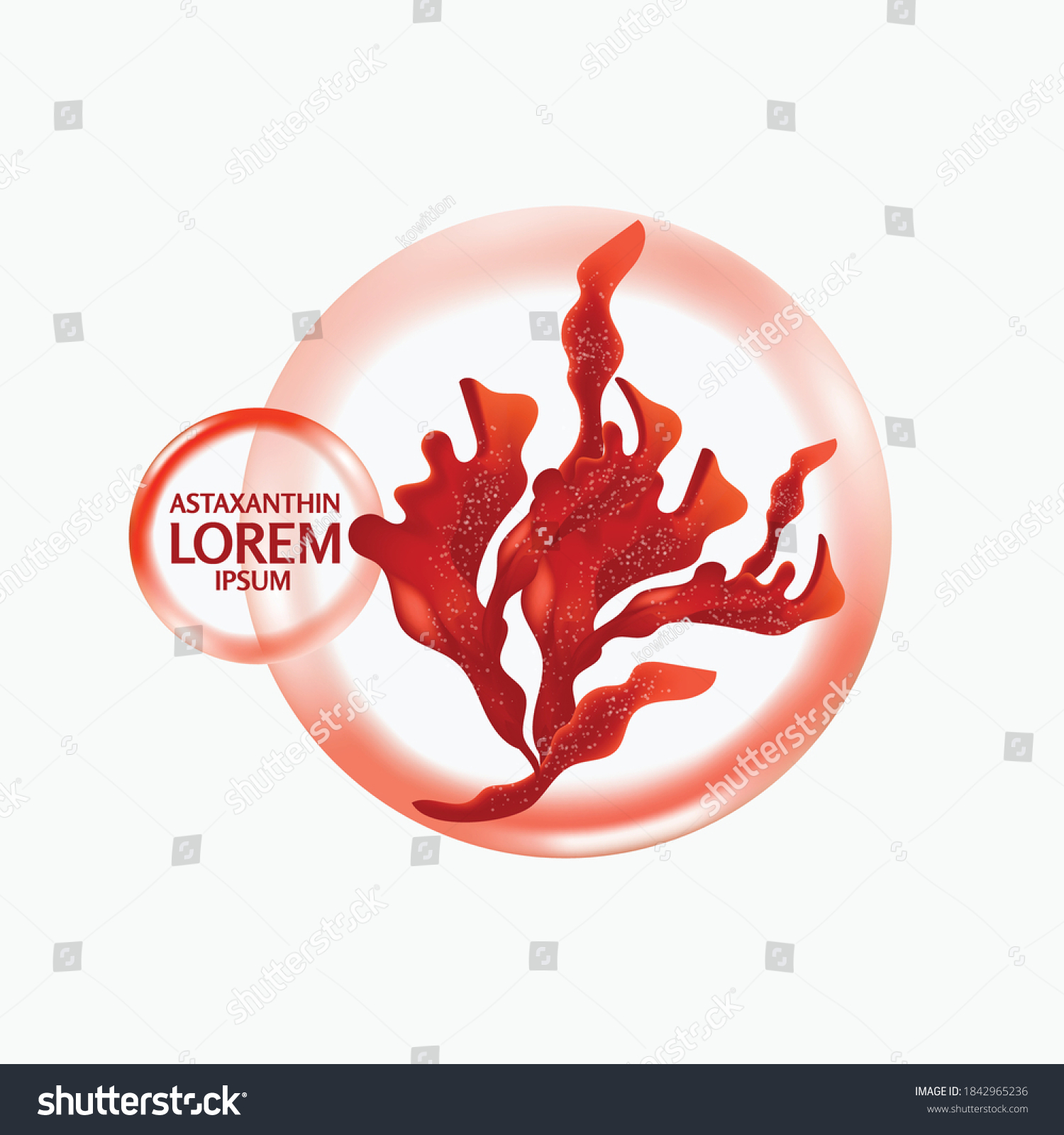Red Algae Seaweed Vector Illustration Stock Vector (Royalty Free ...