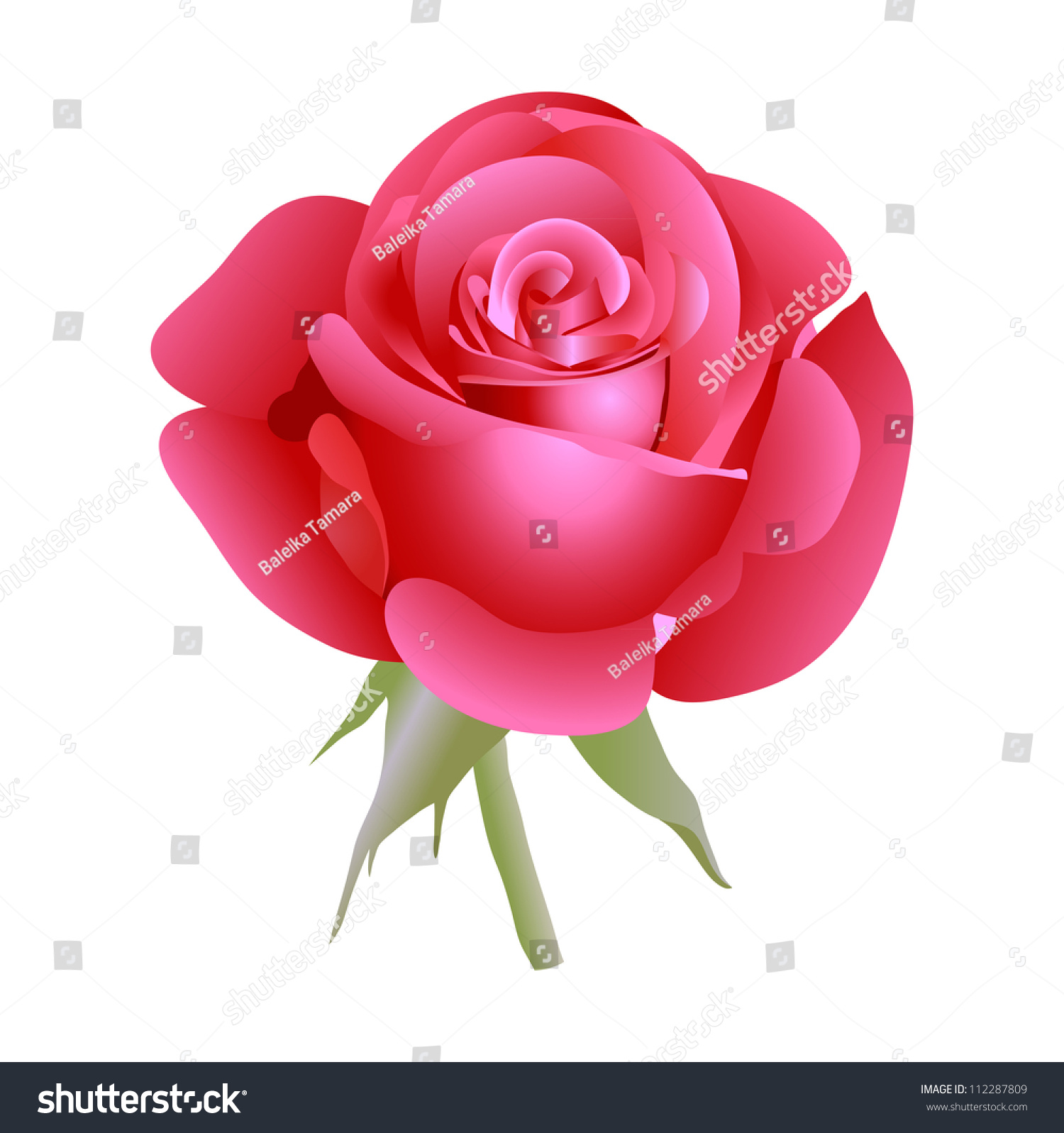 Red Beautiful Rose Vector Illustration: เวกเตอร์สต็อก (ปลอดค่าลิขสิทธิ์ ...