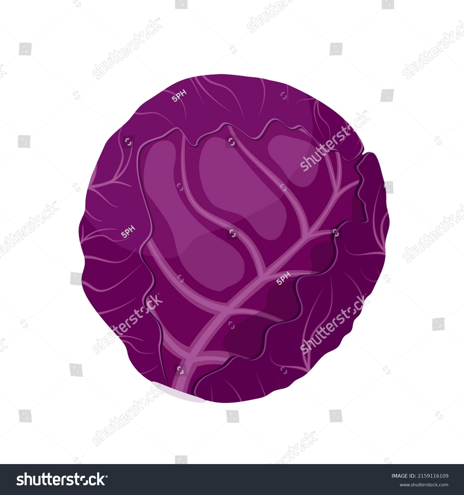 Red Cabbage Flat Style Vector Illustration Stock Vector (Royalty Free ...
