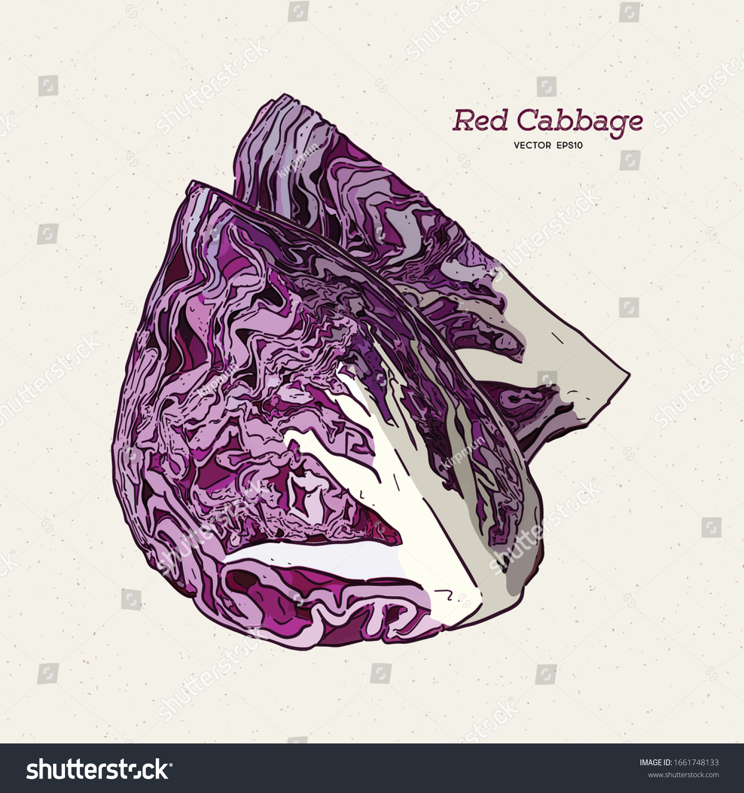 Red Cabbage Hand Draw Sketch Vector Stock Vector (Royalty Free ...
