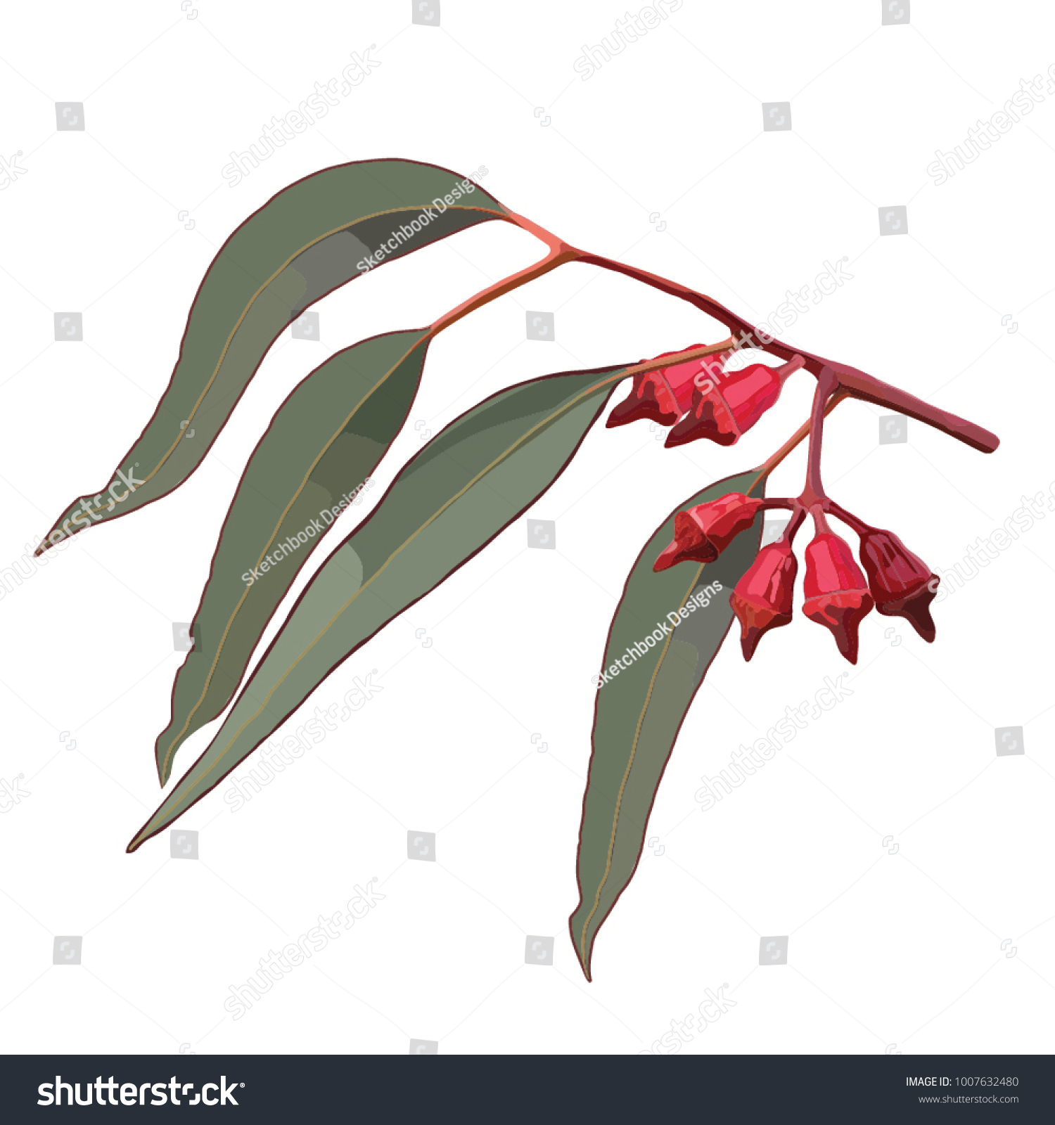 Red gum tree australia Stock Vectors, Images & Vector Art | Shutterstock