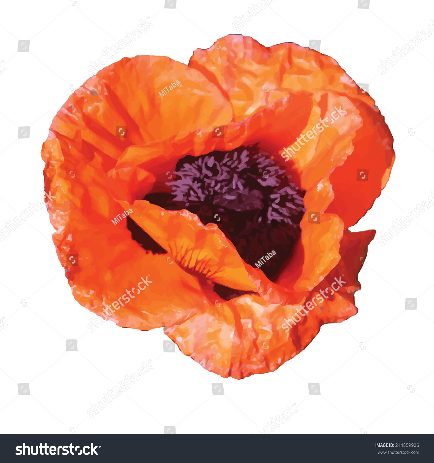 Red Poppy Vector Stock Vector (Royalty Free) 244859926 | Shutterstock