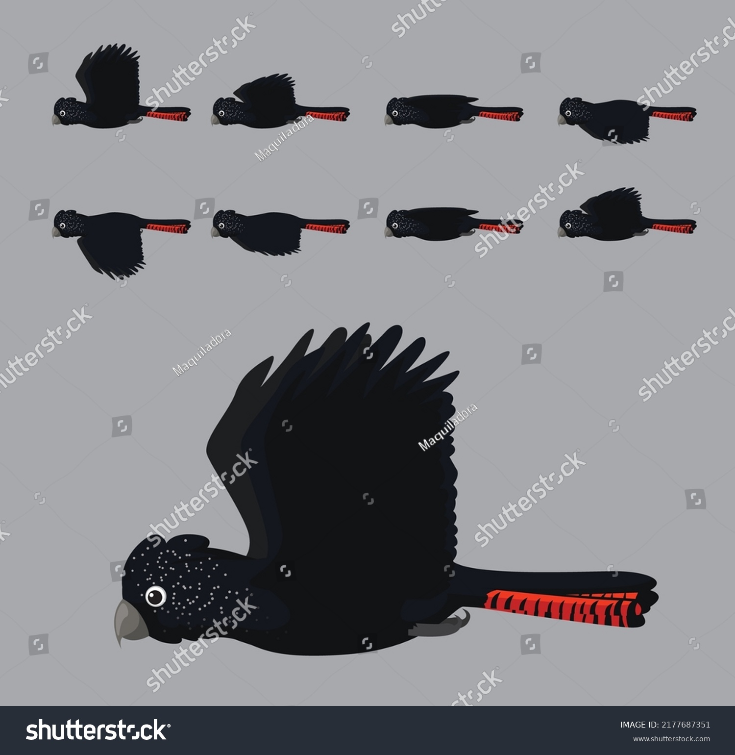Redtailed Black Cockatoo Flying Animation Sequence Stock Vector ...