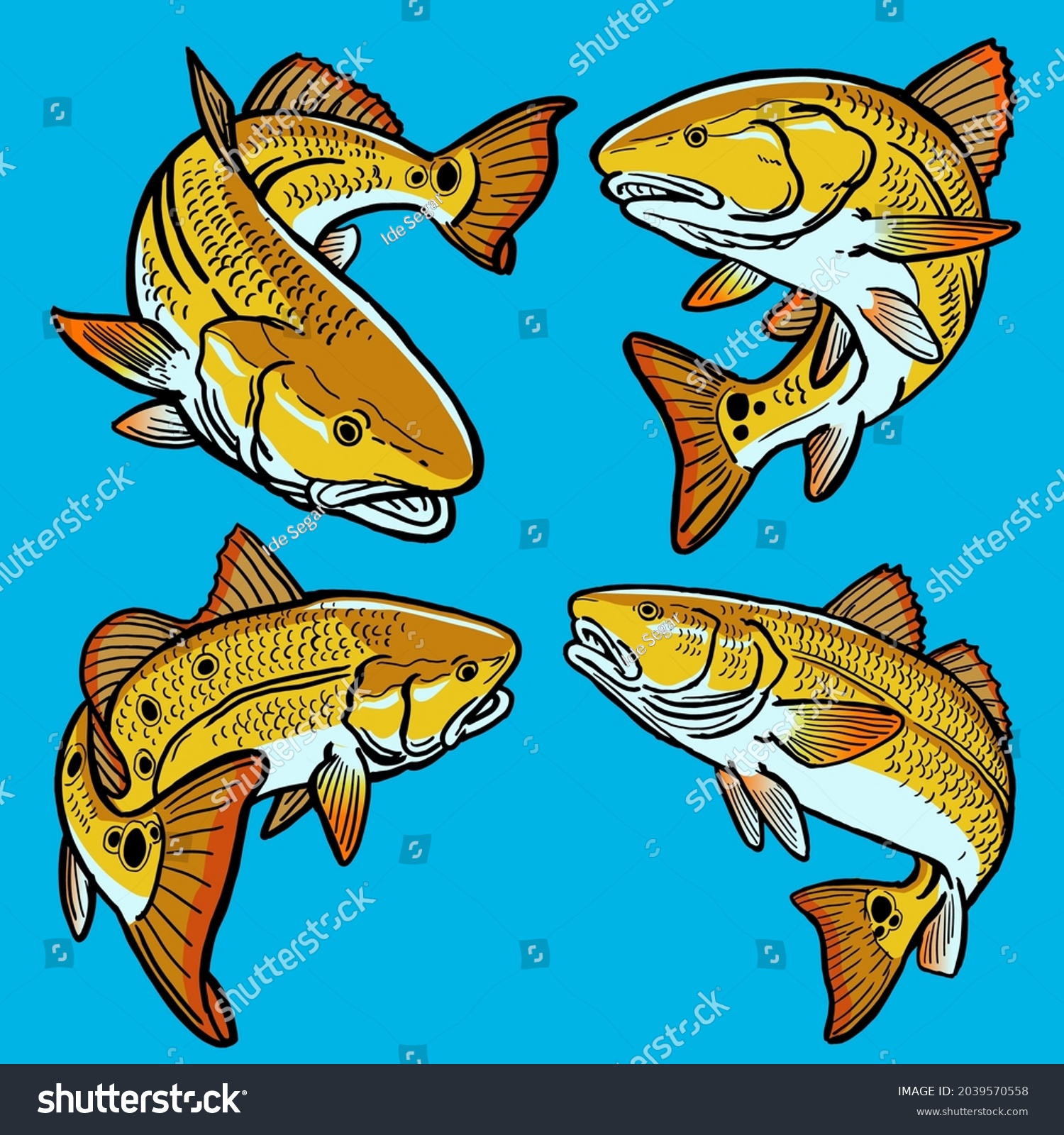 6,447 Redfish Images, Stock Photos & Vectors | Shutterstock
