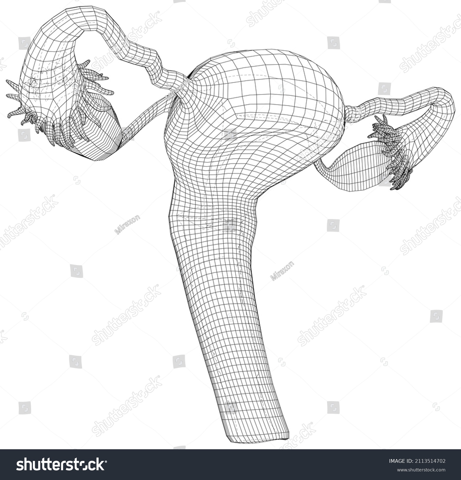 Reproductive System Scheme On White Background Stock Vector (Royalty ...