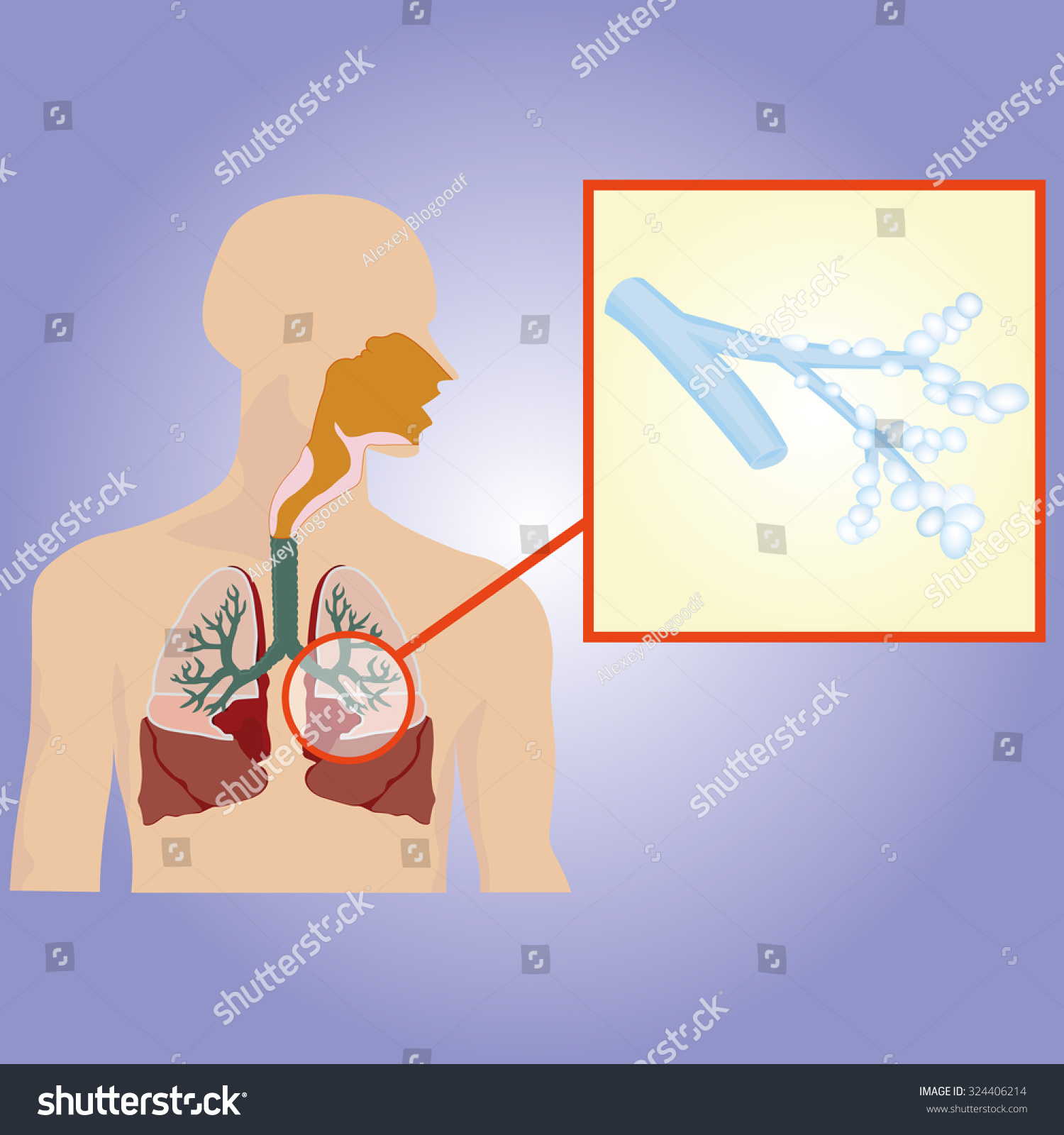 Respiratory System Bronchi Enlarged Stock Vector (Royalty Free) 324406214