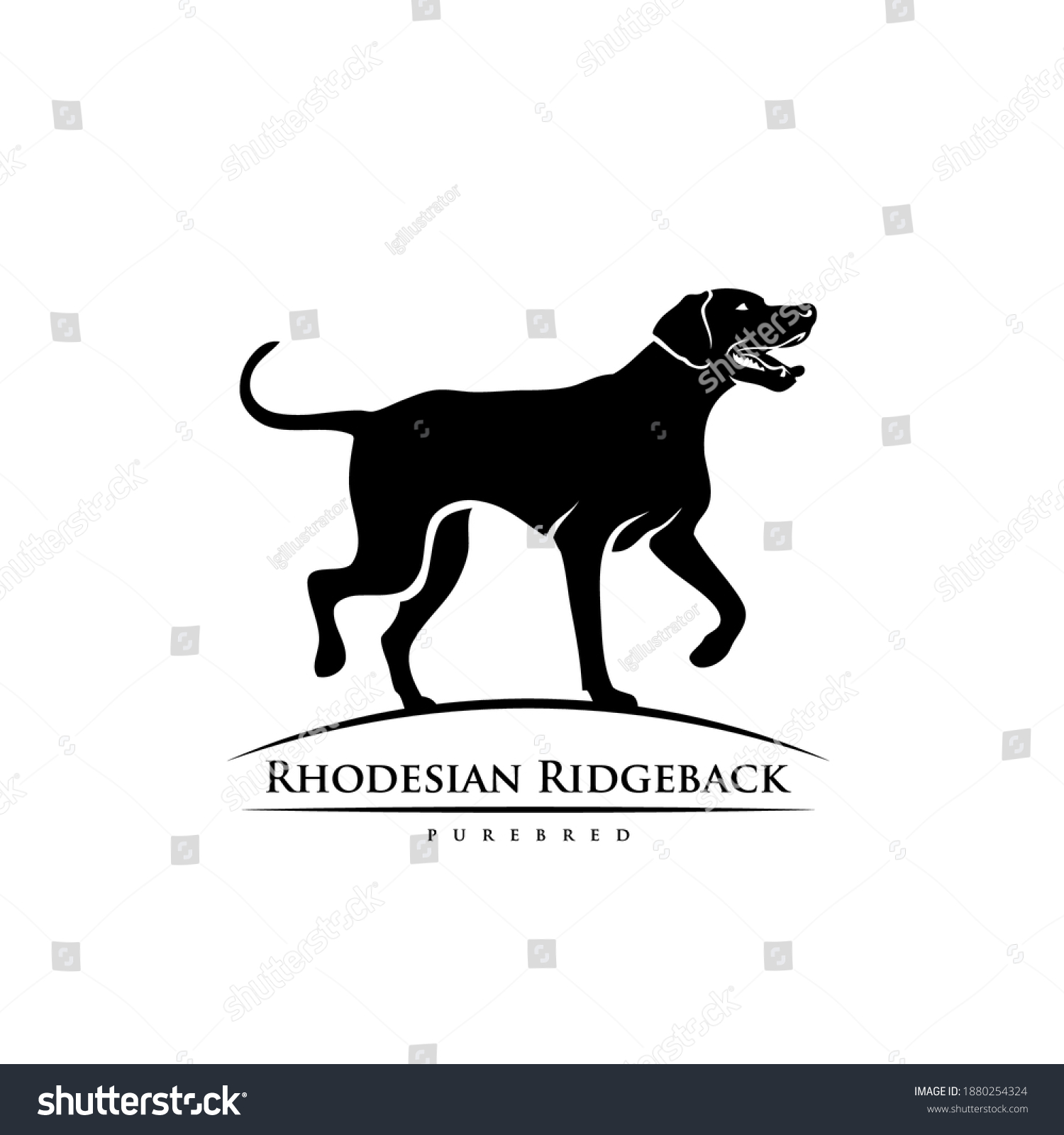 Rhodesian Ridgeback Dog Isolated Vector Illustration Stock Vector ...