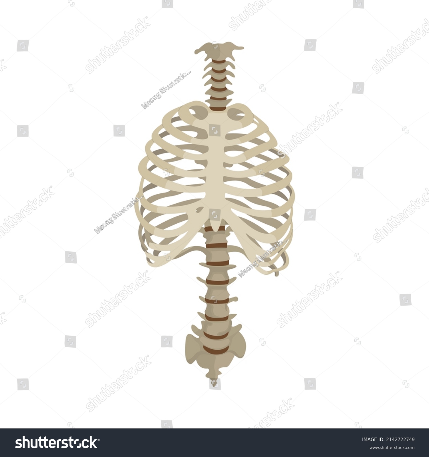 Rib Slats Bone Vector Flat Design Stock Vector (Royalty Free ...
