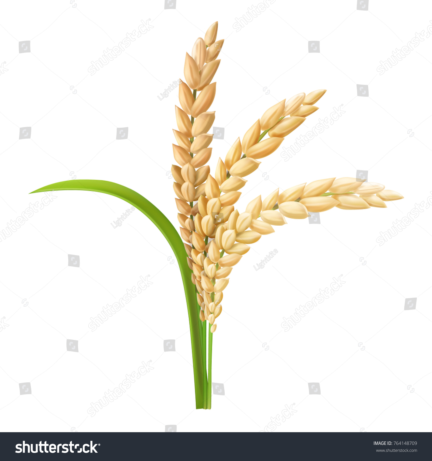 27,718 Rice grains stems Images, Stock Photos & Vectors | Shutterstock