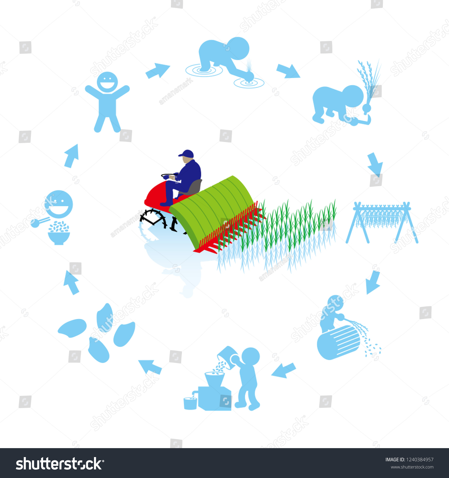 Rice Production Cycle Stock Vector (Royalty Free) 1240384957