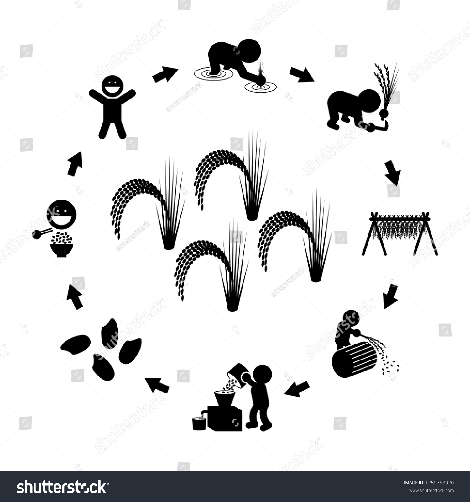 Rice Production Cycle Stock Vector (Royalty Free) 1259753020