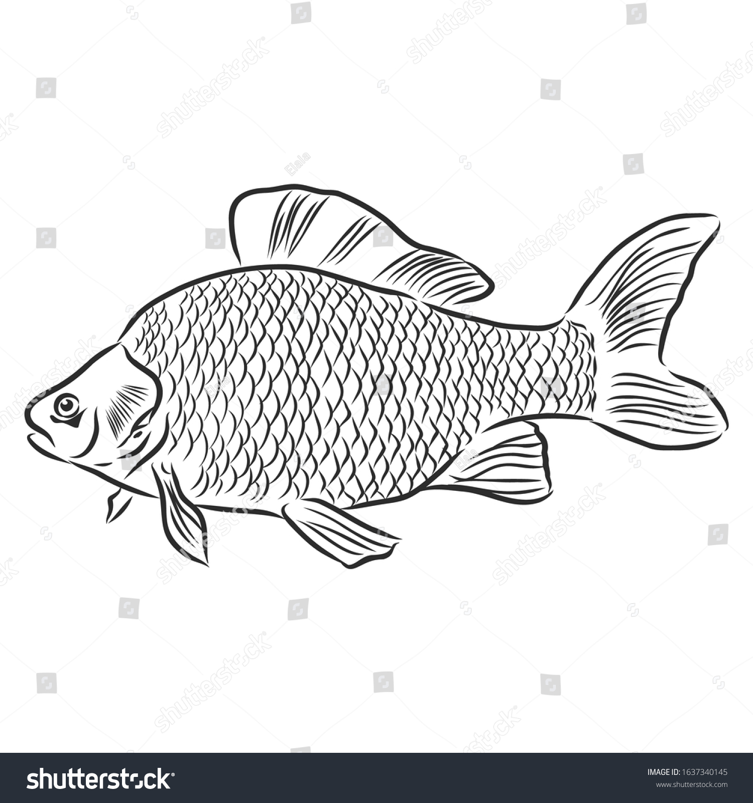 River Fish Vector Sketch Illustration: Vector có sẵn (miễn phí bản ...