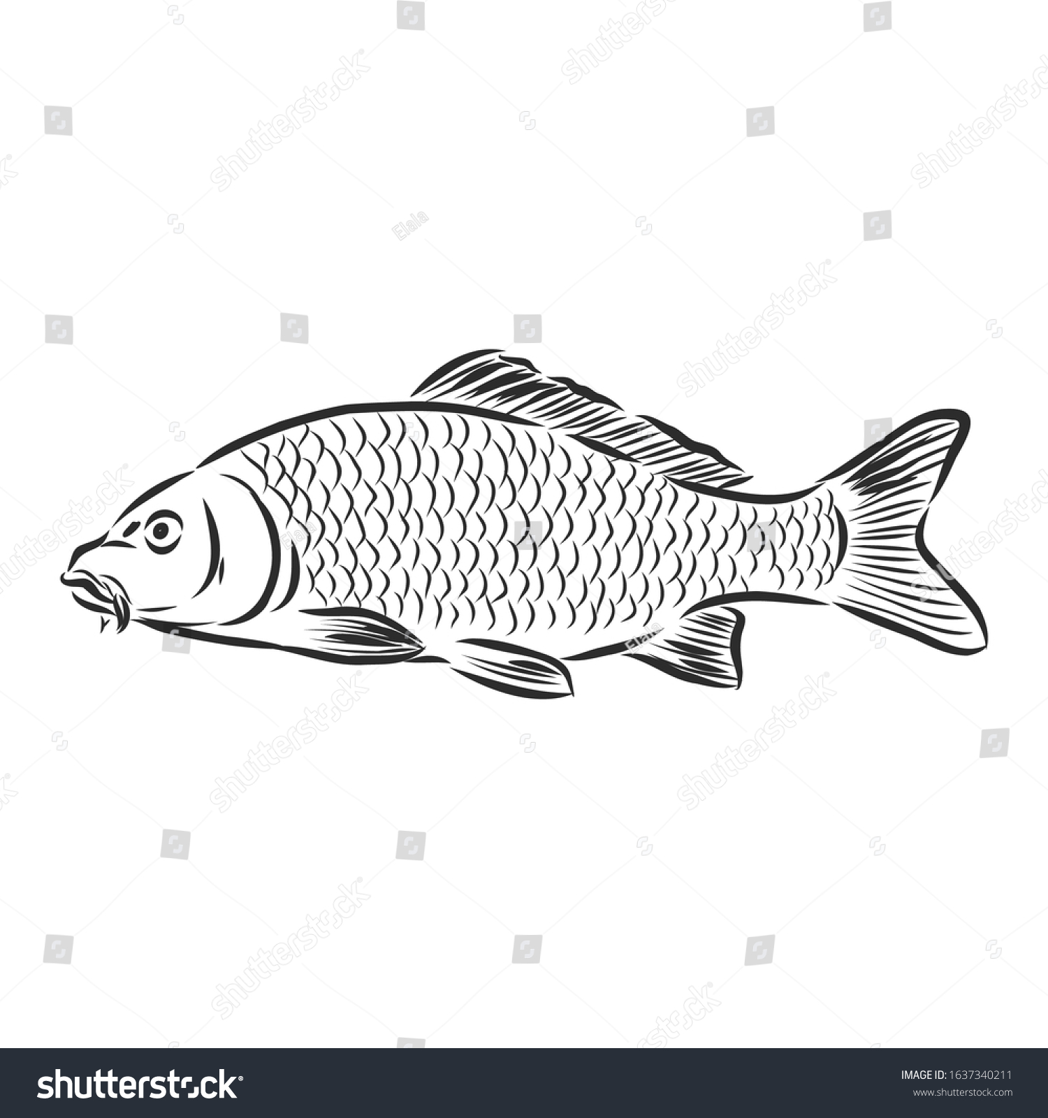 River Fish Vector Sketch Illustration Stock Vector (Royalty Free ...