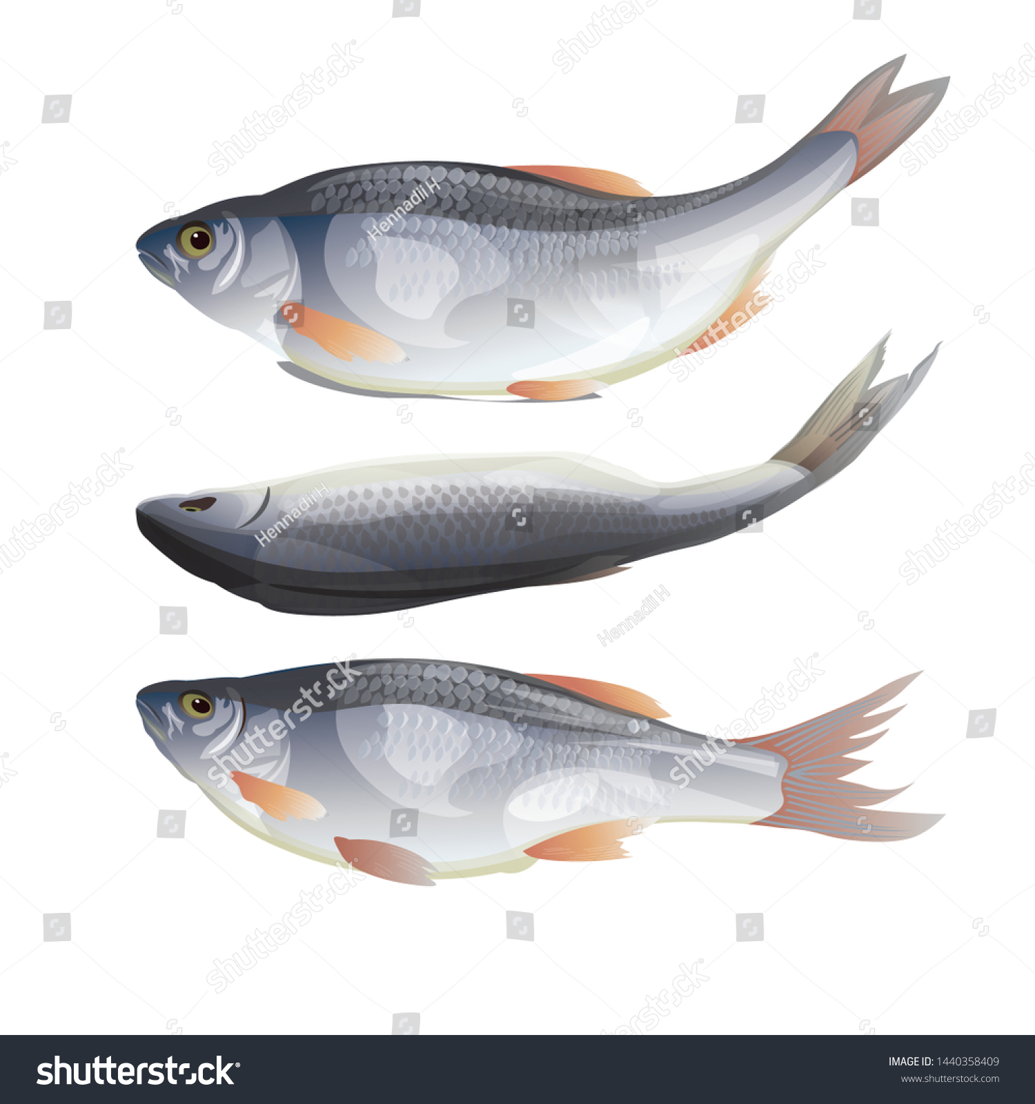 Roach Fish Different Angles Vector Illustration Stock Vector (Royalty ...