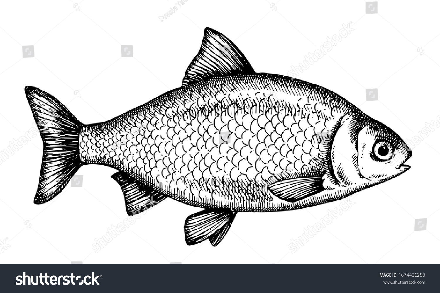 8,023 Fish etching Images, Stock Photos & Vectors | Shutterstock