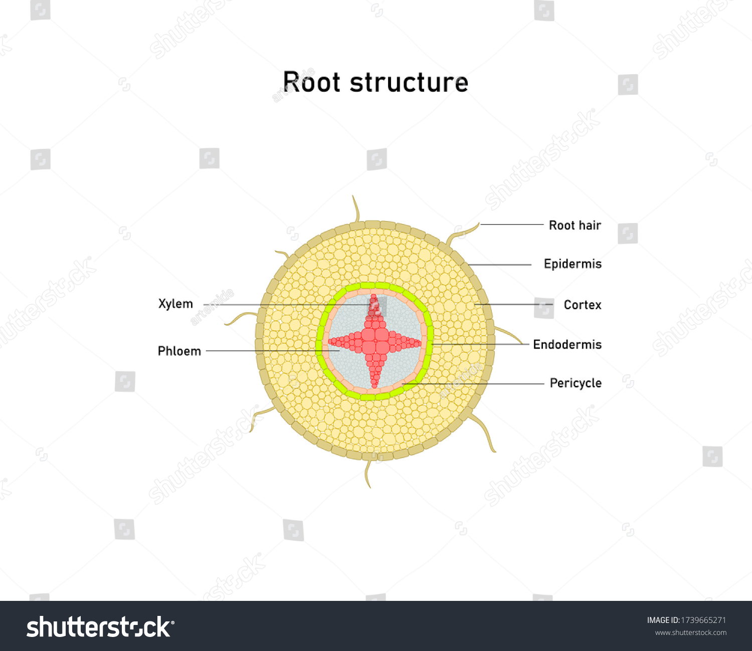 Root Structurecross Sections Plants Vector Diagram: เวกเตอร์สต็อก (ปลอด ...