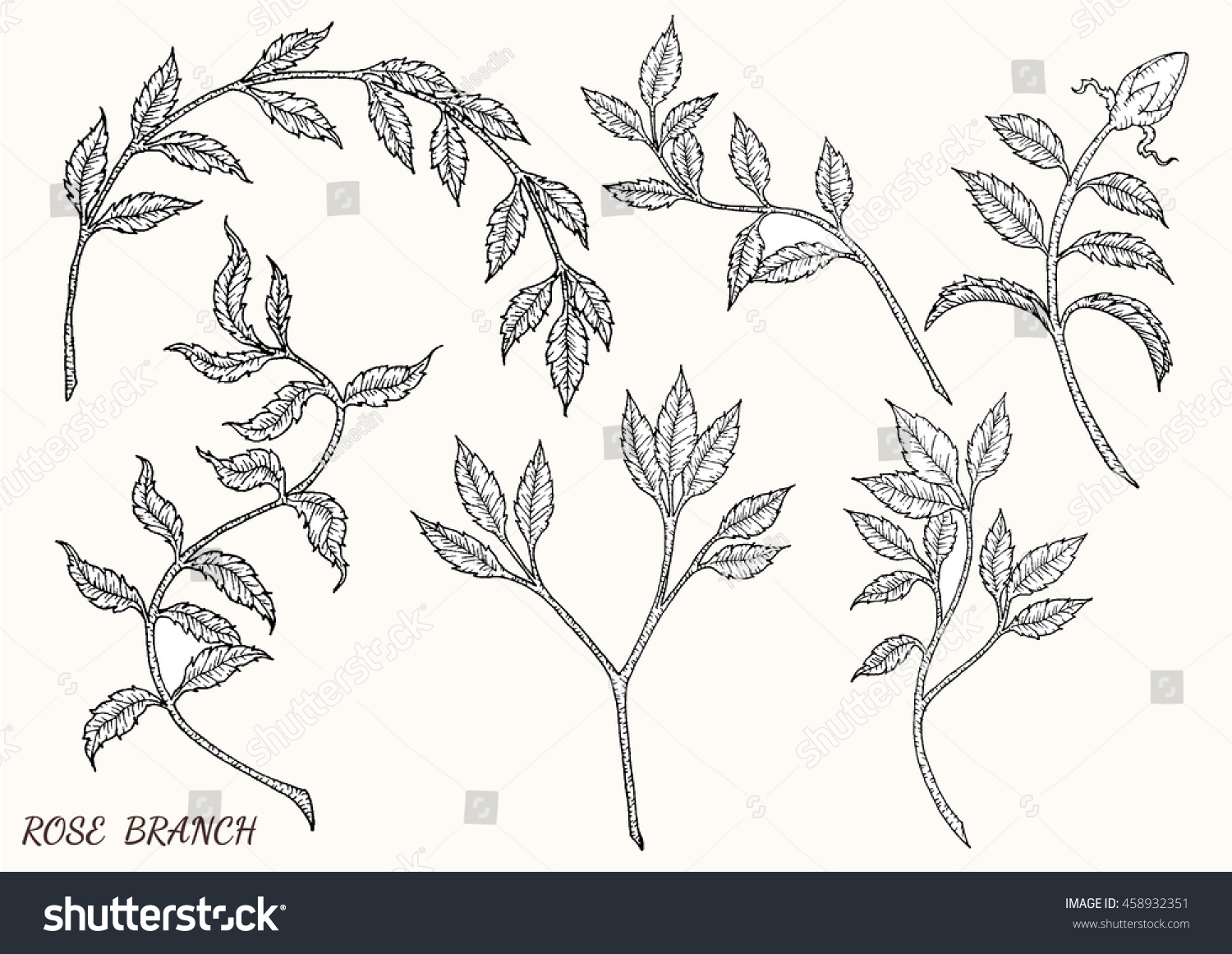 Rose Branch Vector By Hand Drawingrose: vector de stock (libre de ...