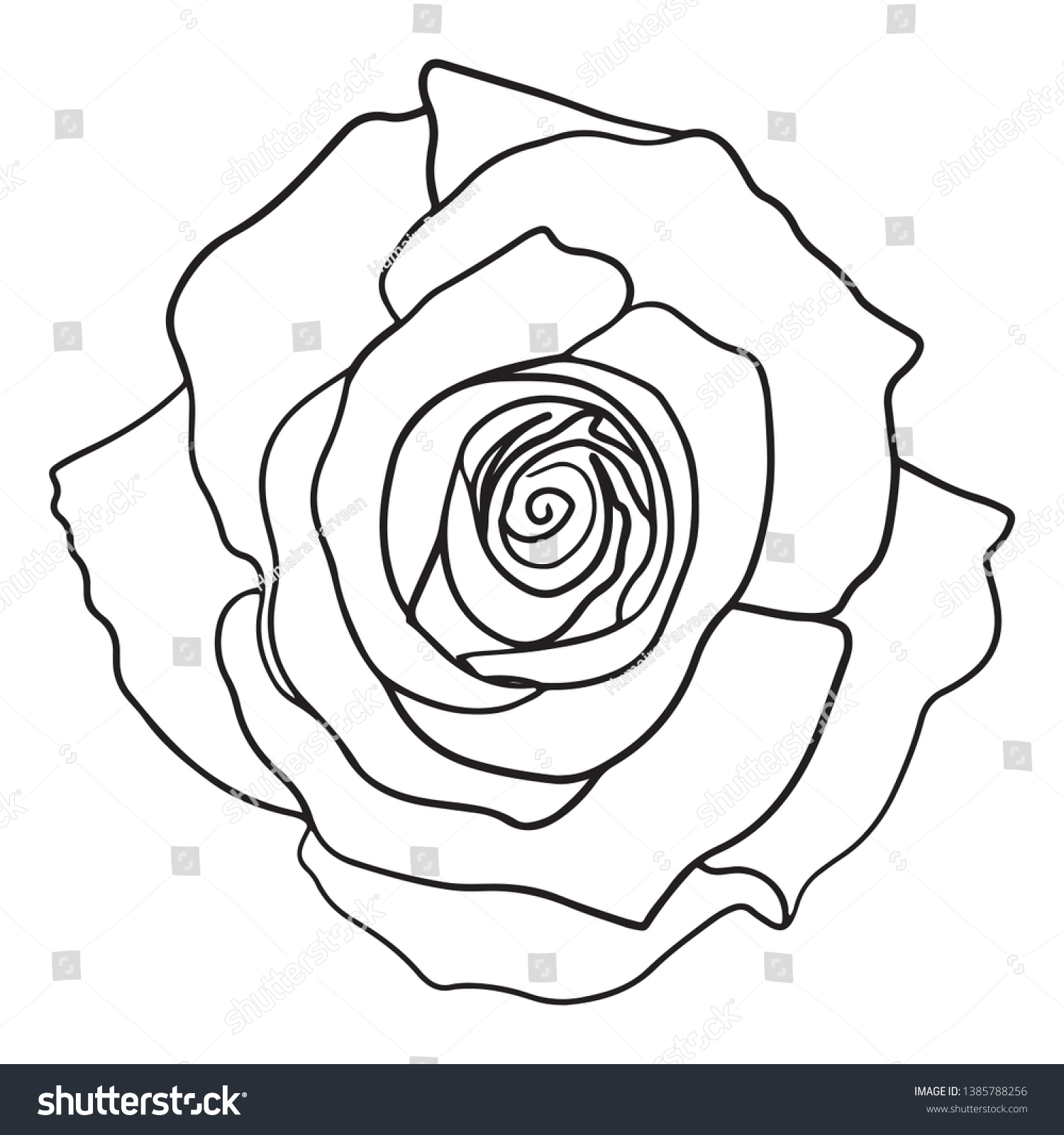 Rose Drawing Top View Stock Vector (Royalty Free) 1385788256 | Shutterstock