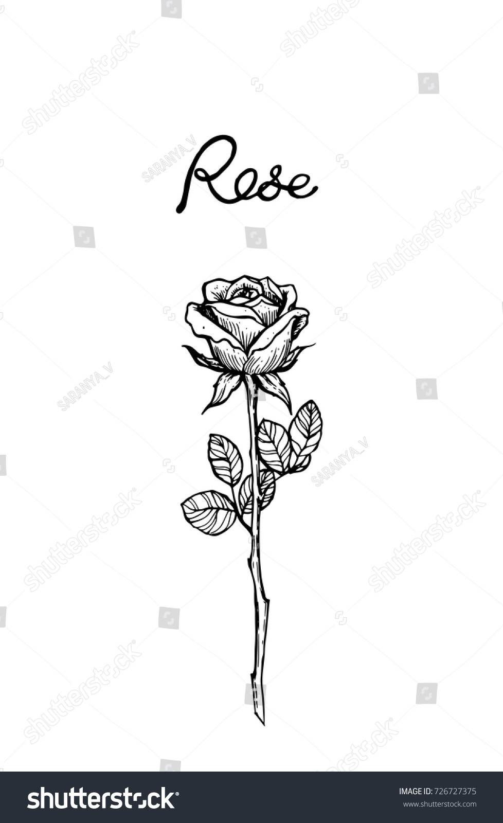 Rose Flower Hand Drawing Stock Vector (Royalty Free) 726727375 ...